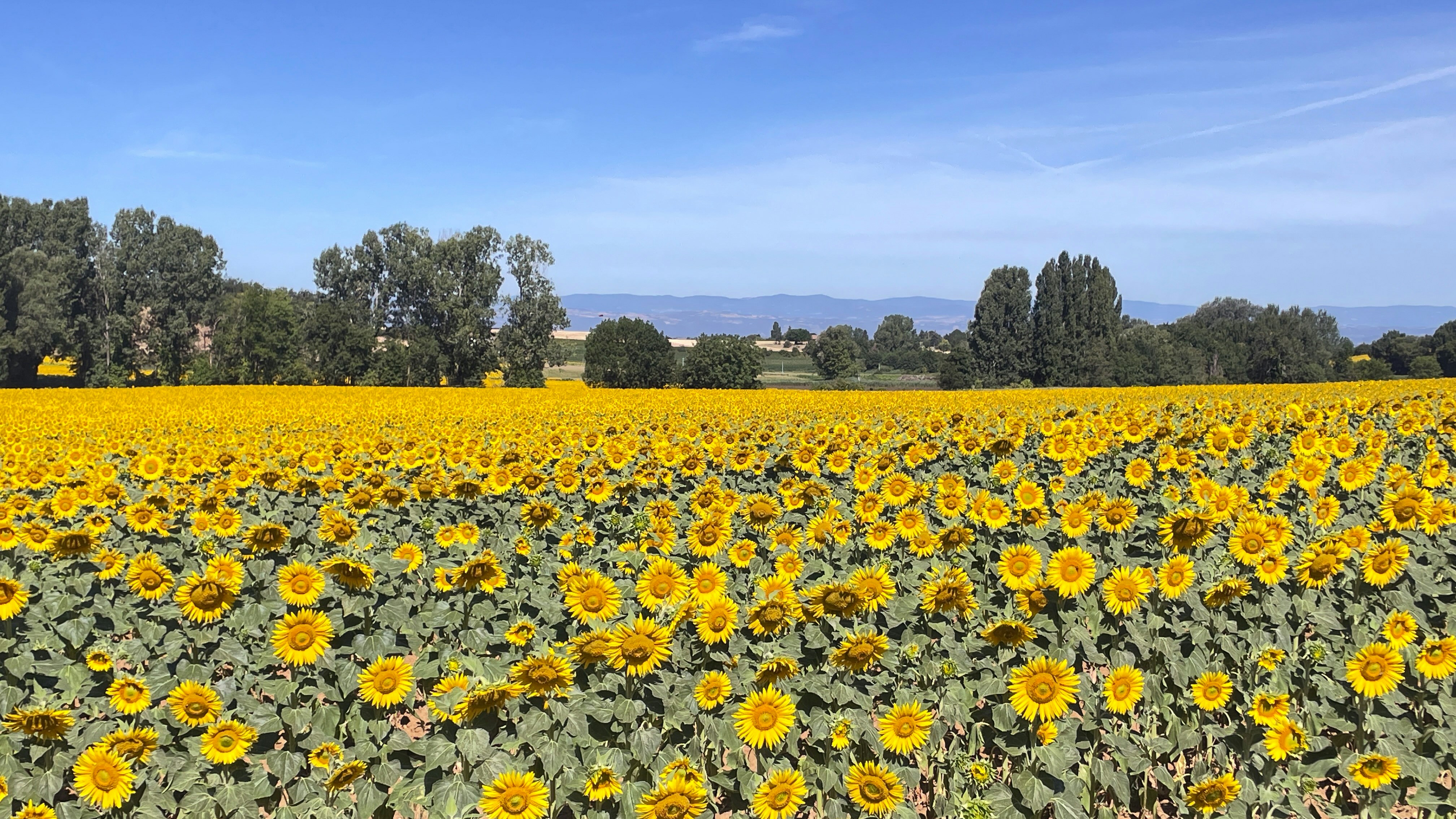 Golden Sea: A Field of Sunflowers under a Calm Blue Sky