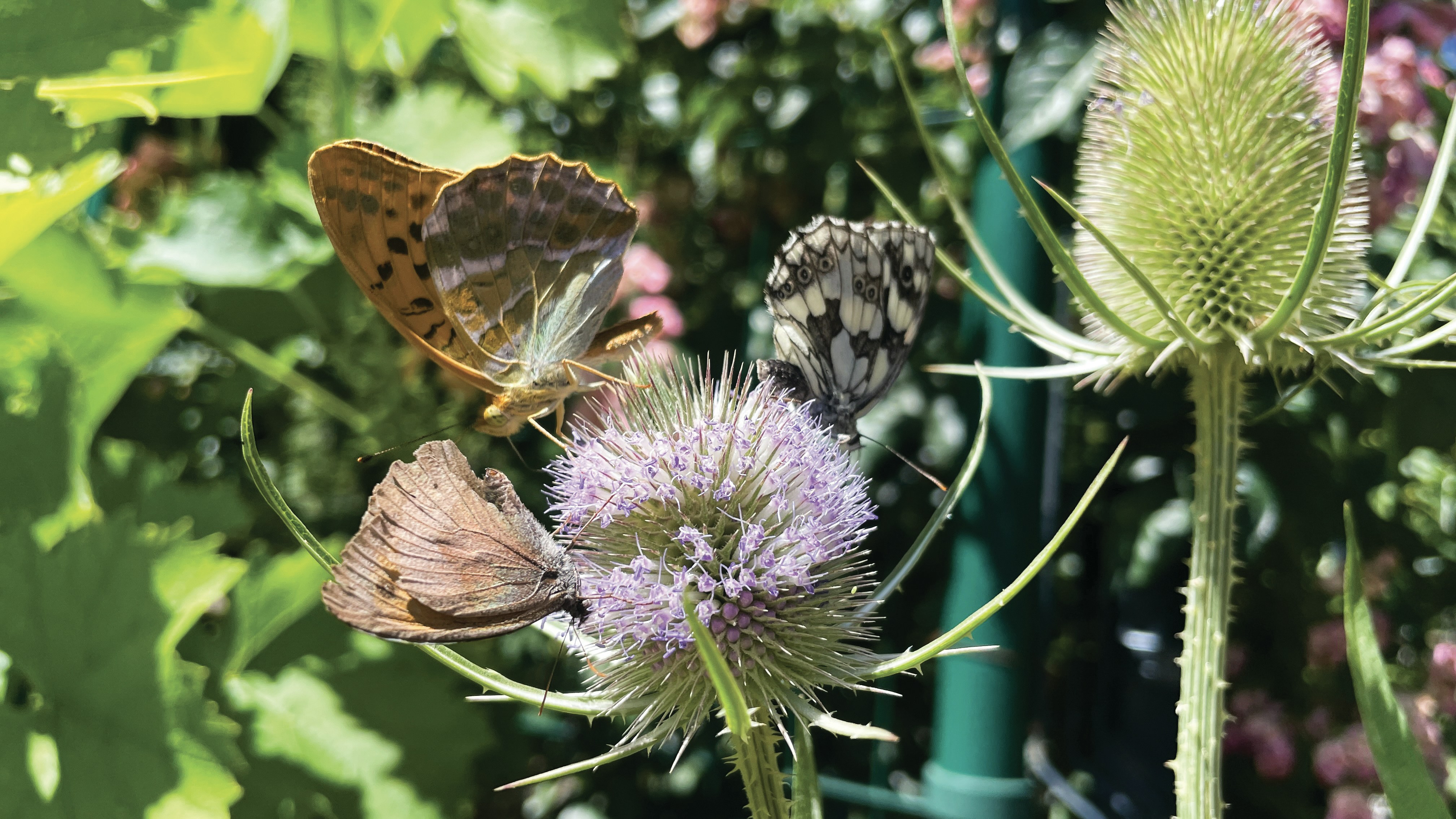 Butterflies at a Spiky Bloom: A Quiet Garden Moment