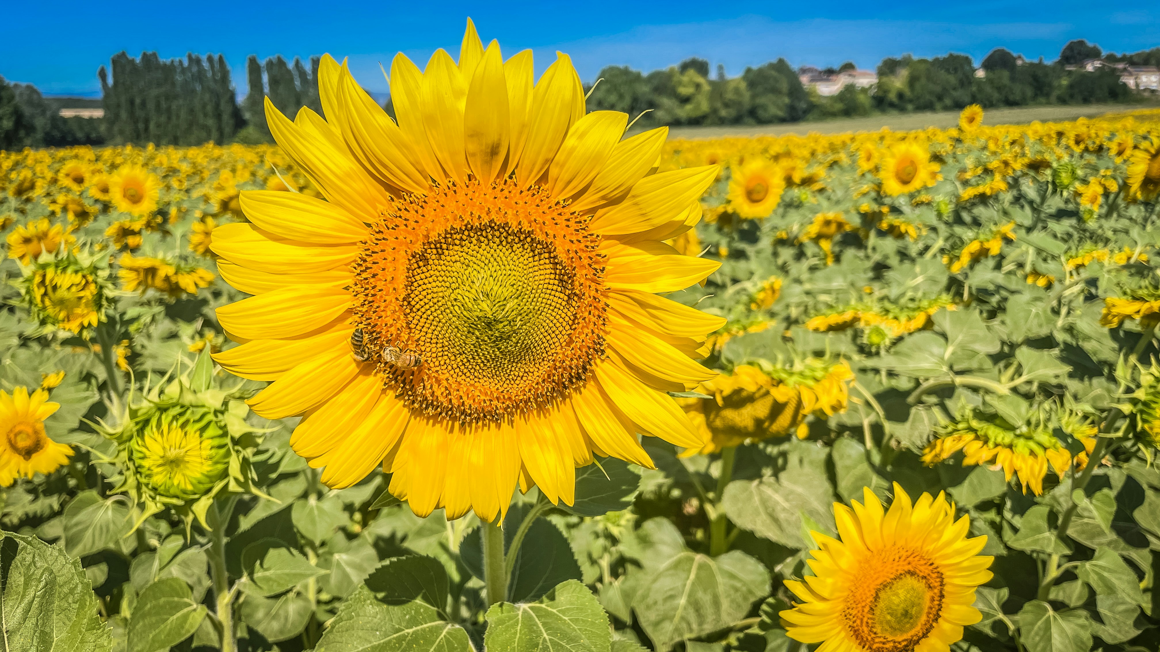 Sunflower Beacon: A Bold Bloom Steps Forward in a Sea of Yellow