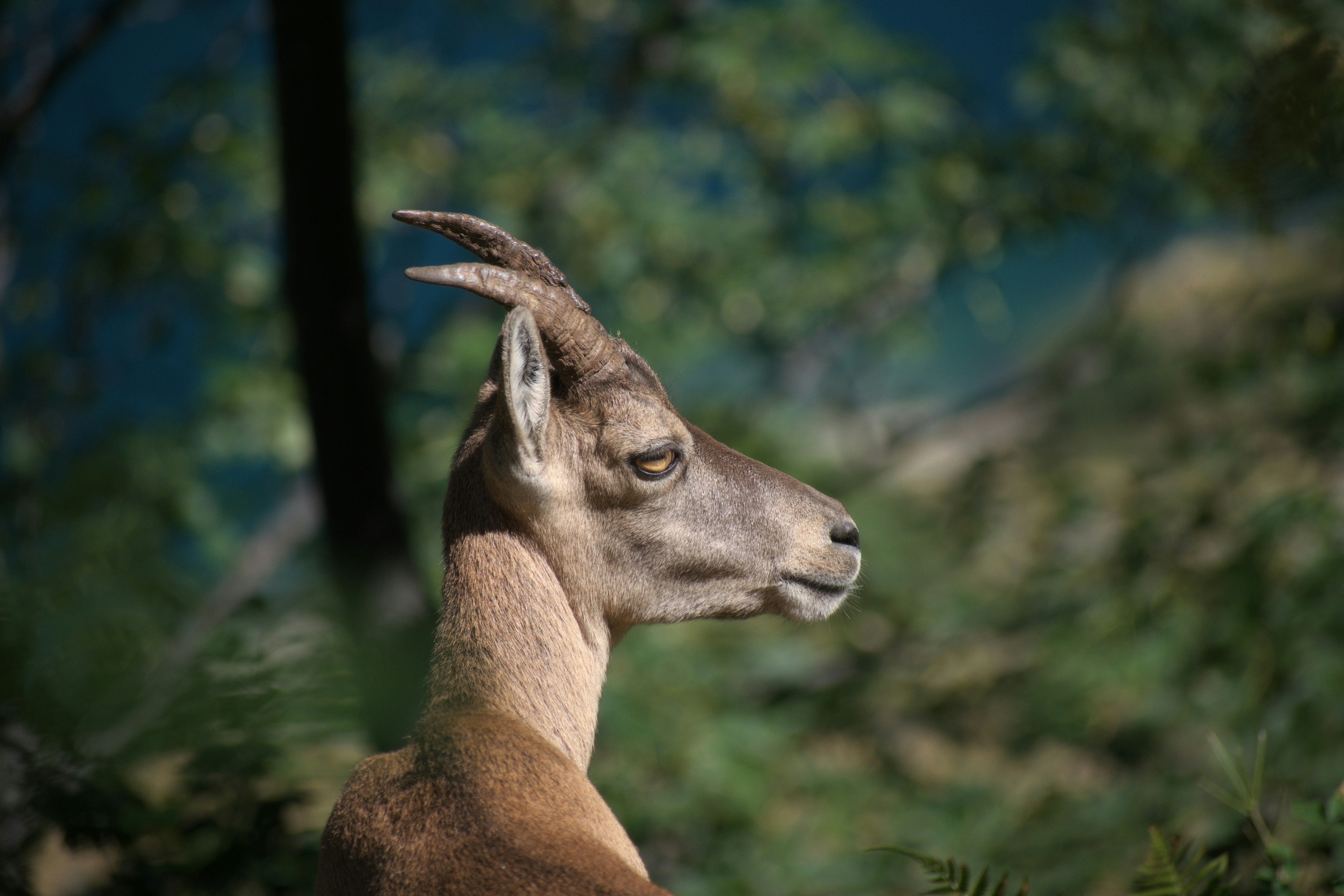 Graceful gazelle profile against a blurred green backdrop, highlighting the animal's head and horns with natural daylight. This is a wildlife photograph capturing a moment of stillness.
