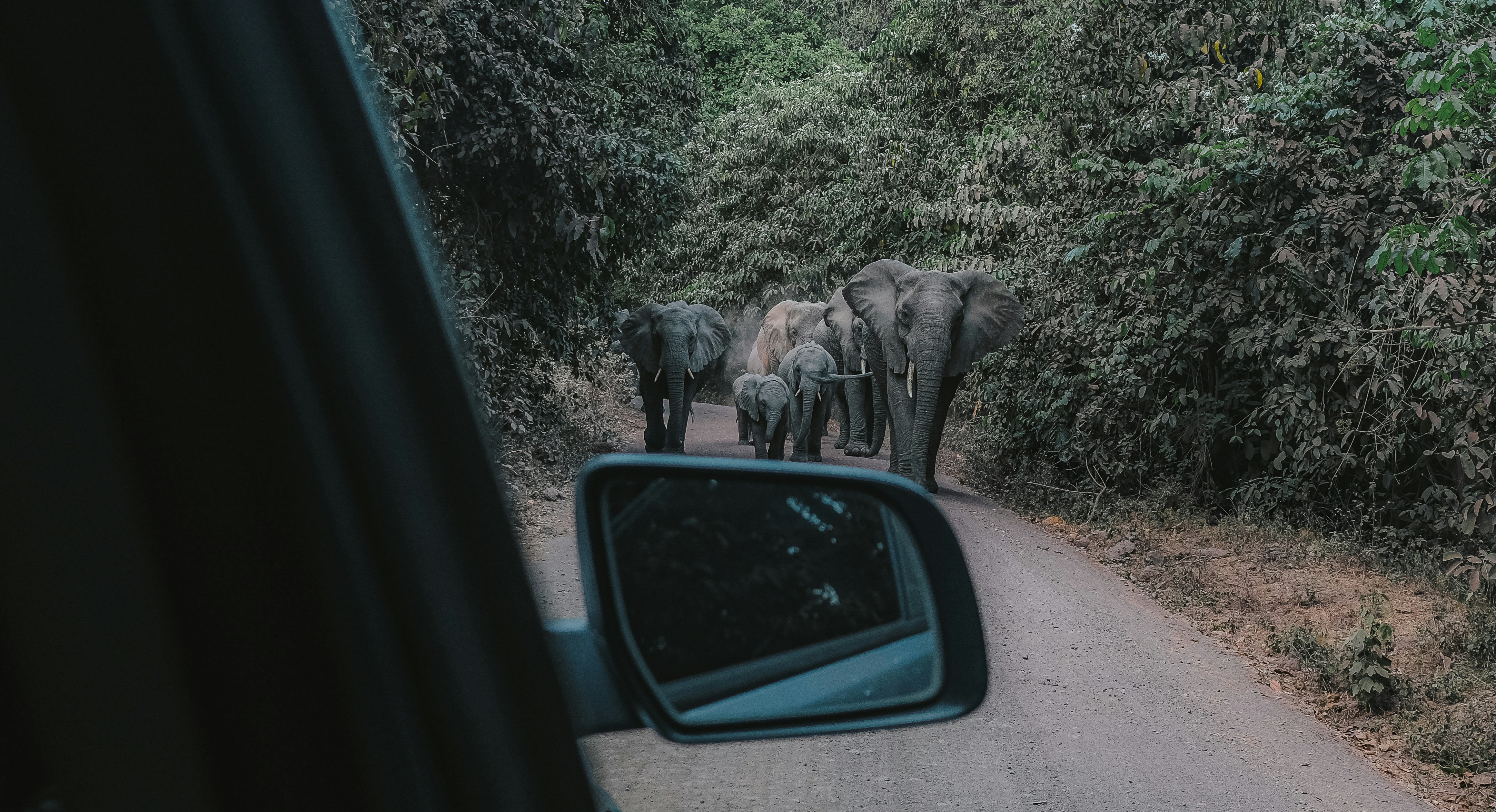 Elephant Parade on a Quiet Road