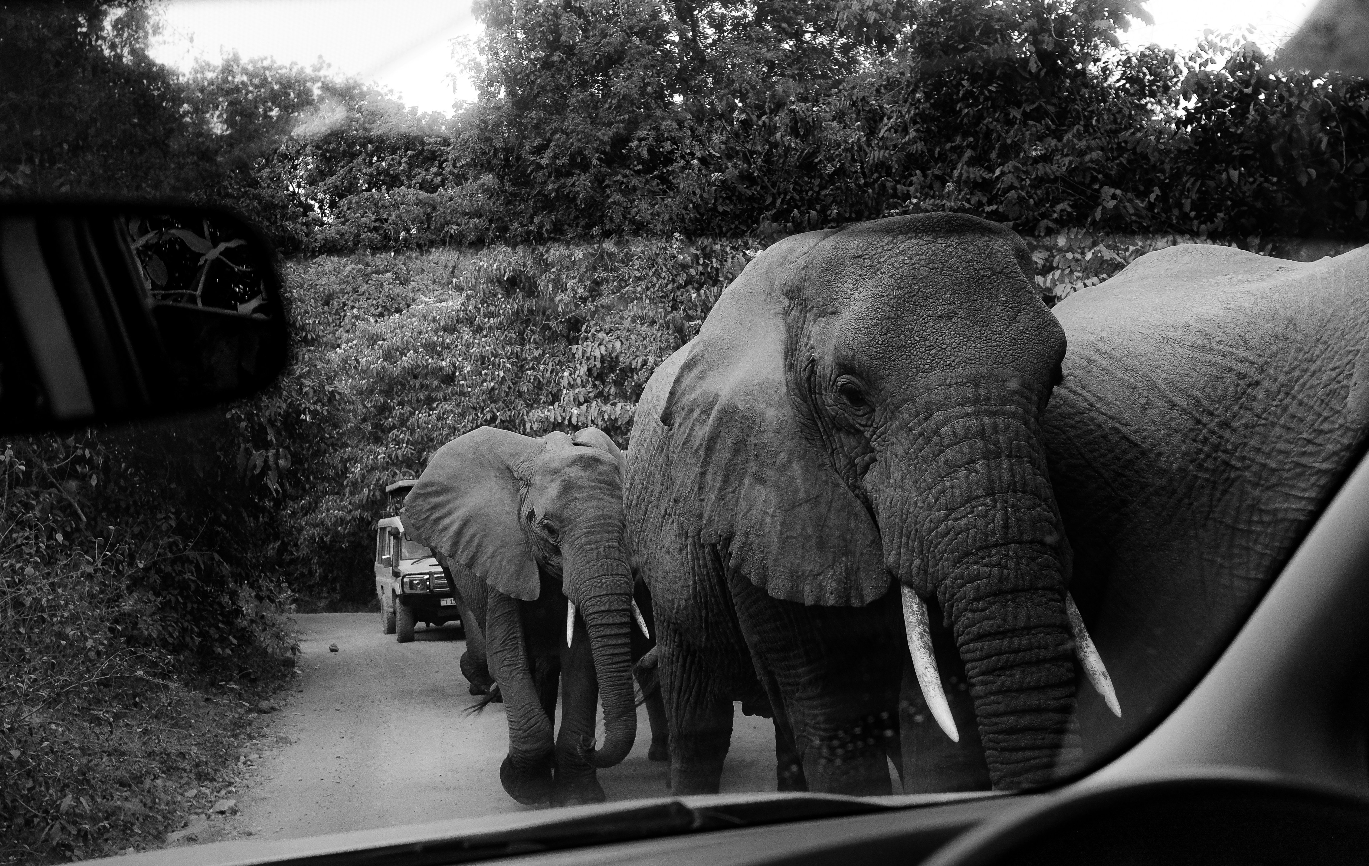 Herbivores in a Narrow Road: A Proboscidean Parade
