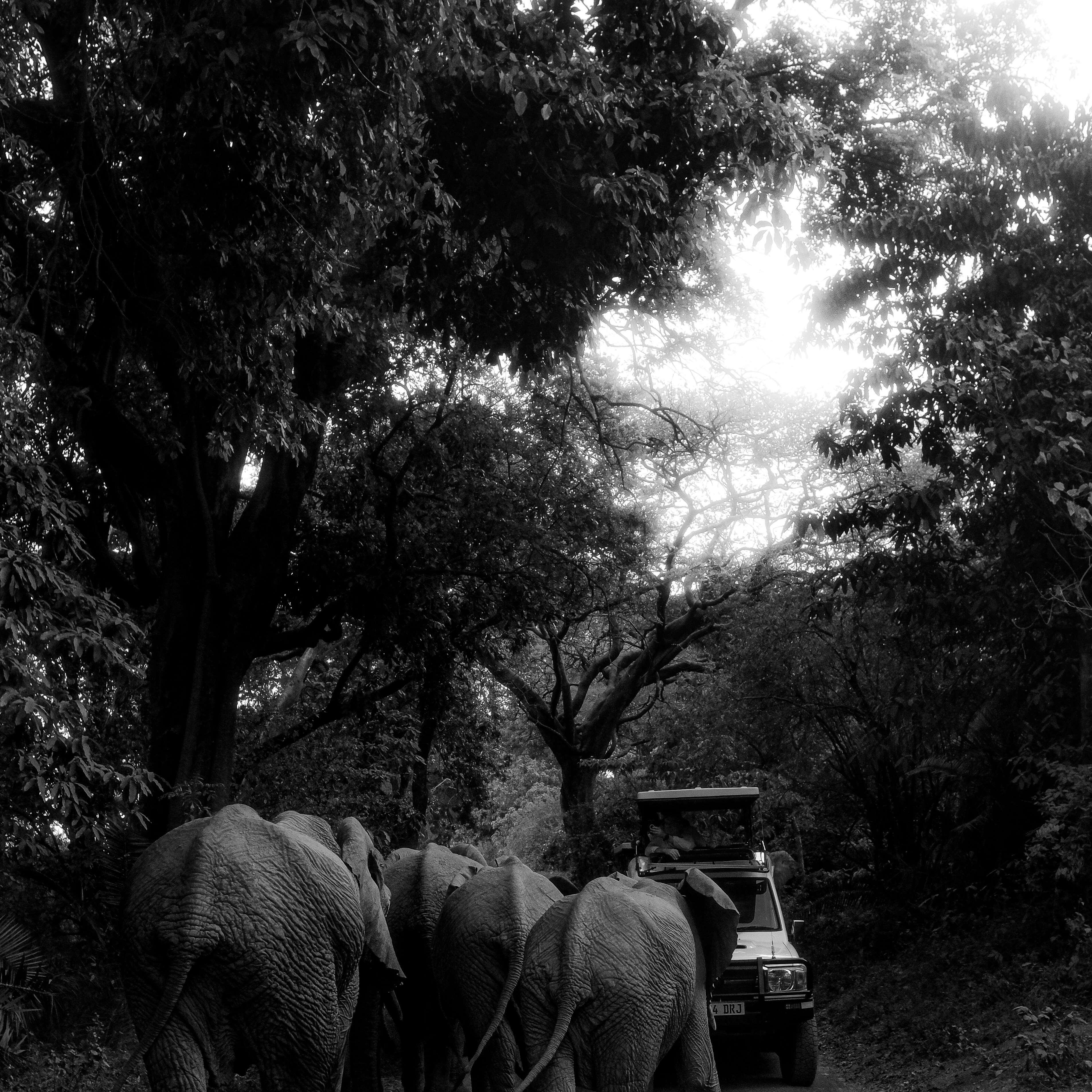 Heritage Crossing: Elephants and the Dusty Safari Patrol
