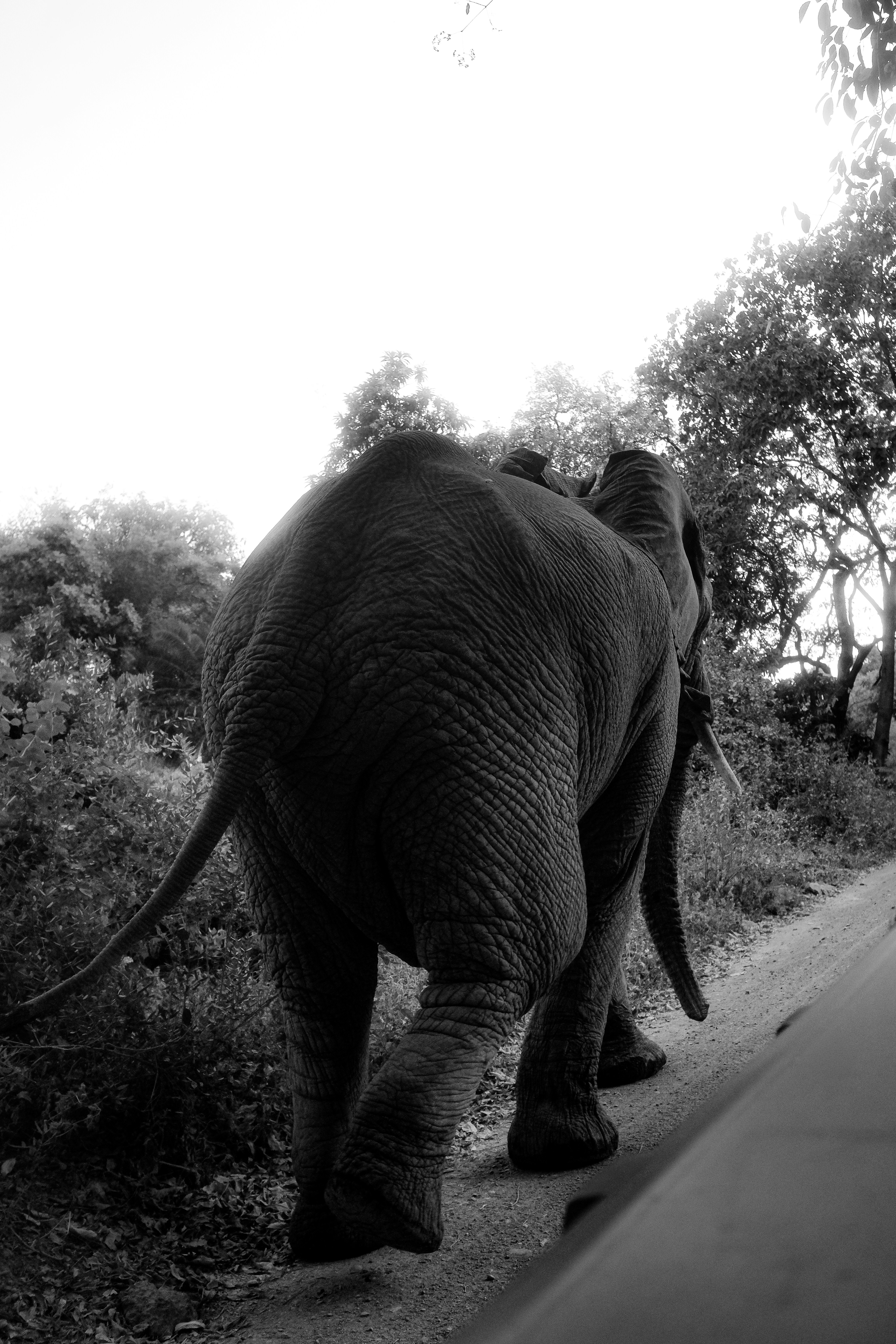Rear-View Elephant Trek on a Dusty Road