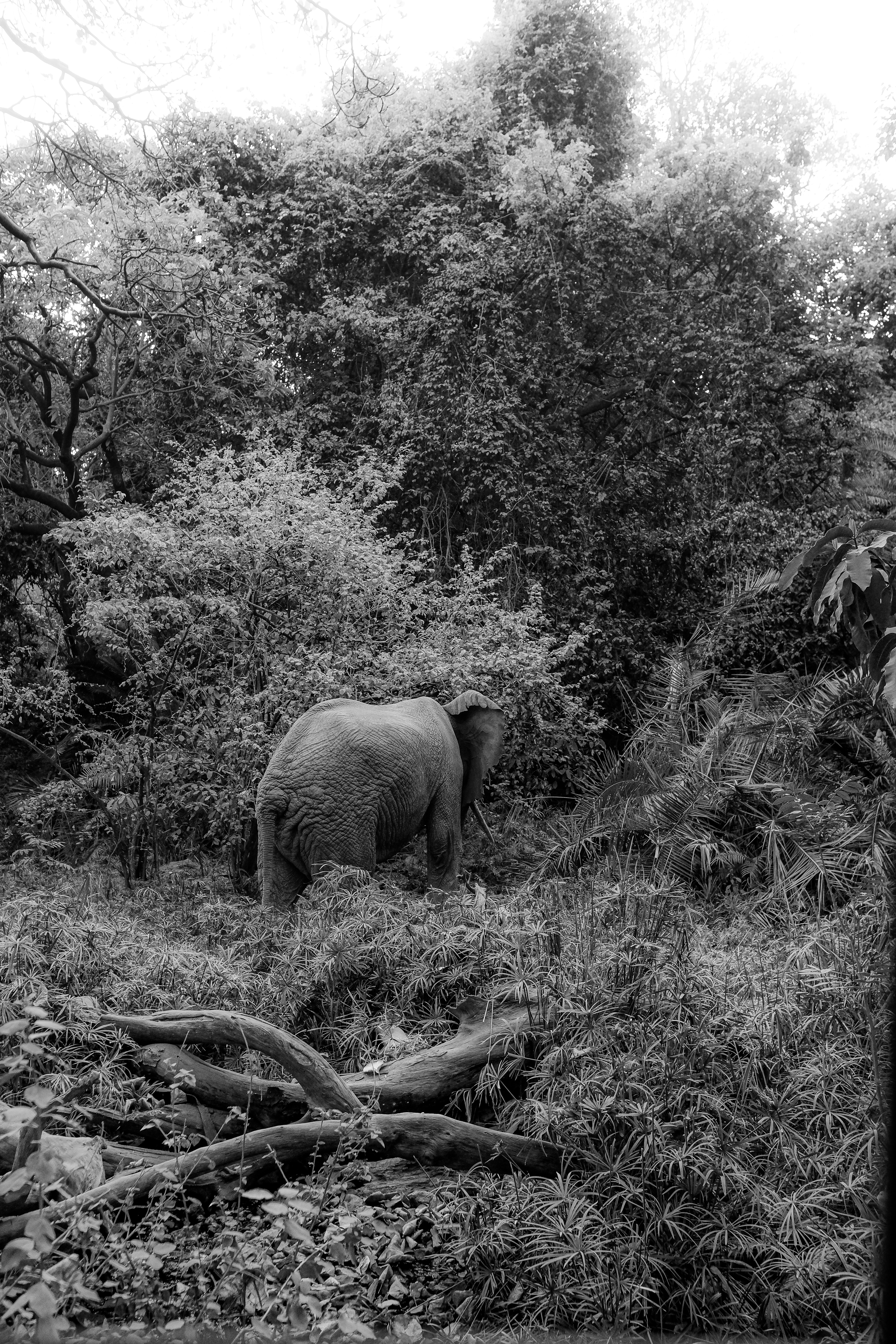 Silent Giant Among the Ferns: An Elephant in Monochrome