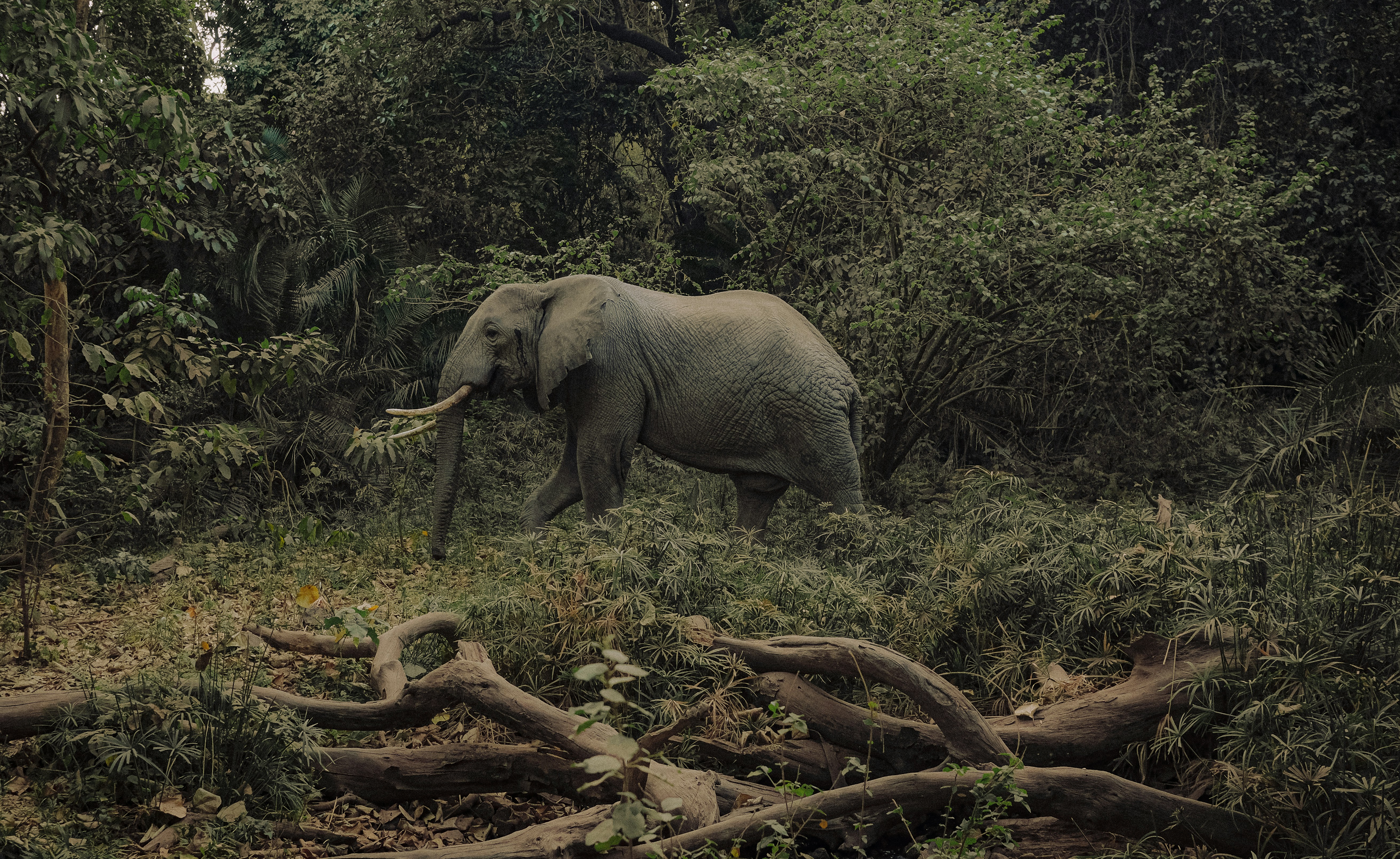 A lone elephant plods through dense jungle undergrowth with fallen branches in the foreground, captured in subdued, earthy tones. A documentary-style scene highlighting wildlife habitat.