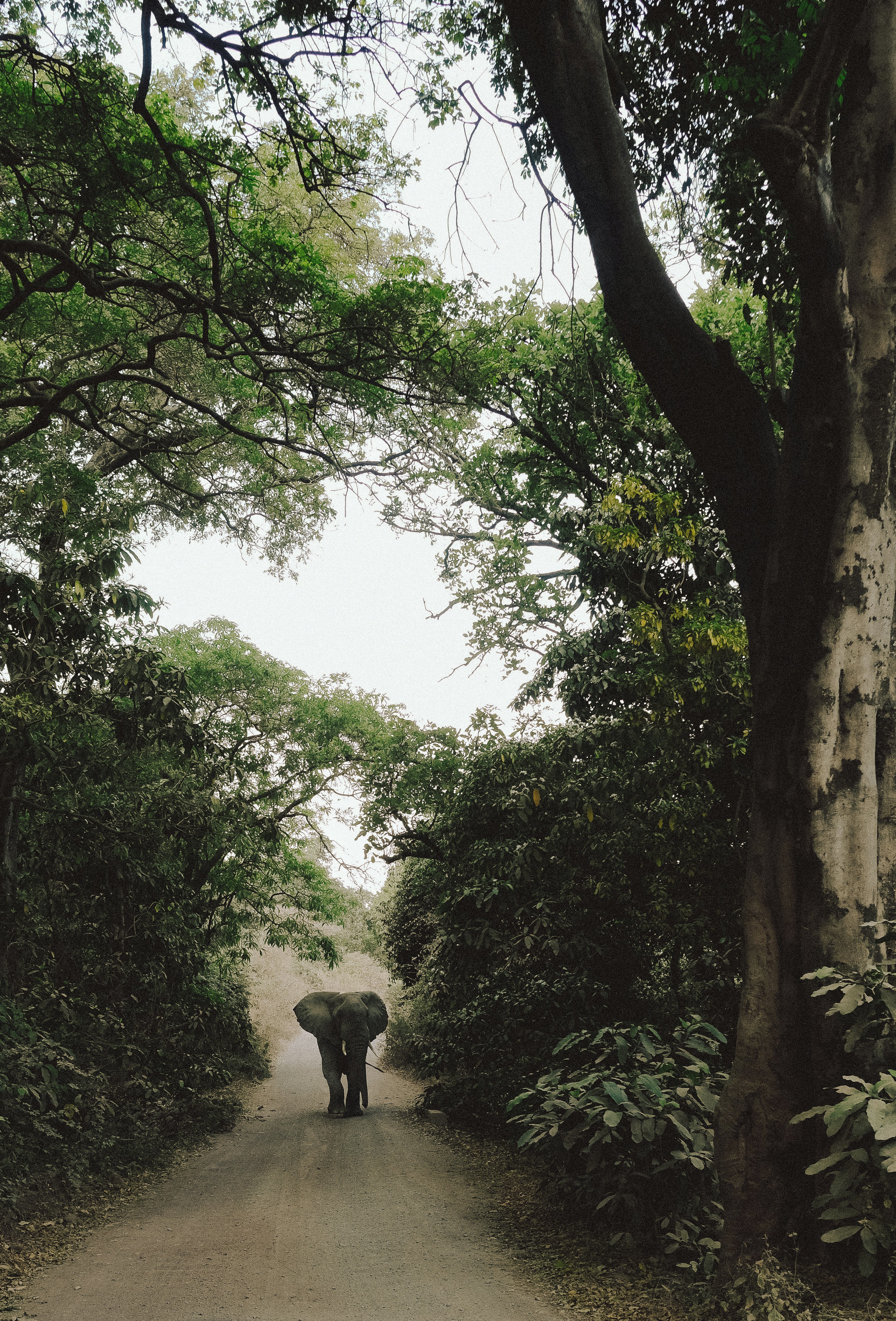 Elephant on a Dappled Trail: Quiet Approach Down the Forest Path