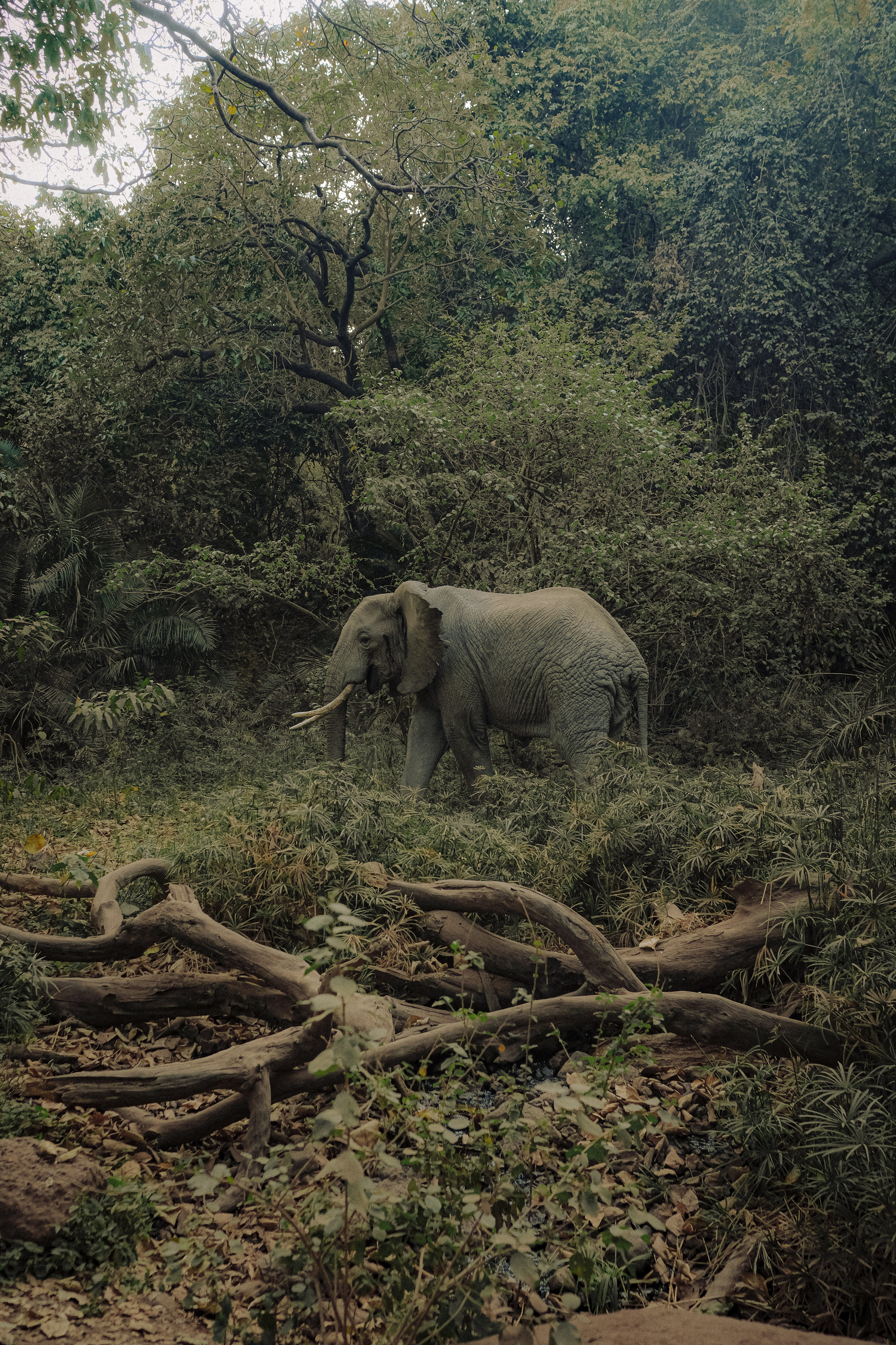 Elephant Sentinel Among Verdant Remnants