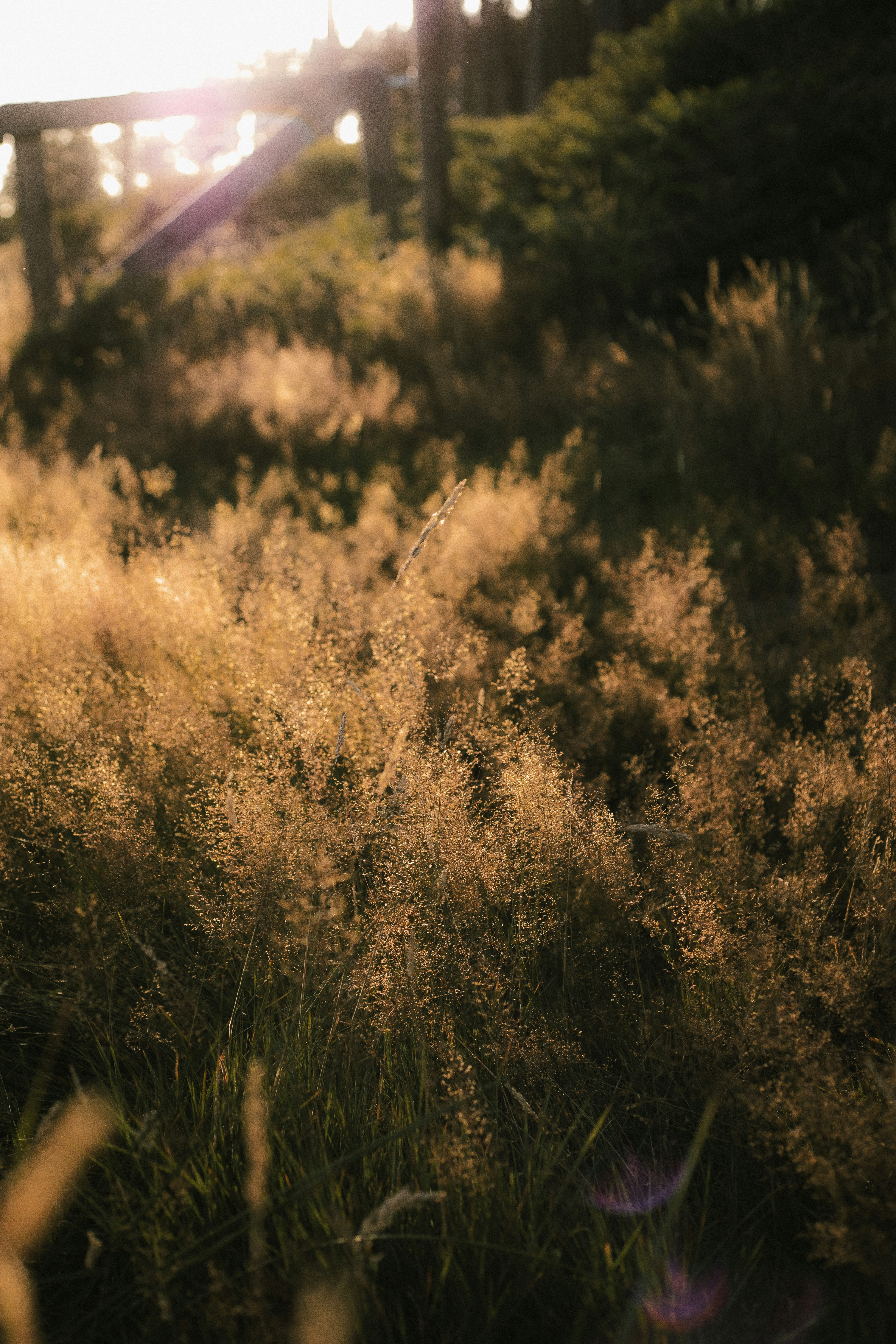 Golden Field at Dusk: Quiet Grass Swaying in Warm Backlight