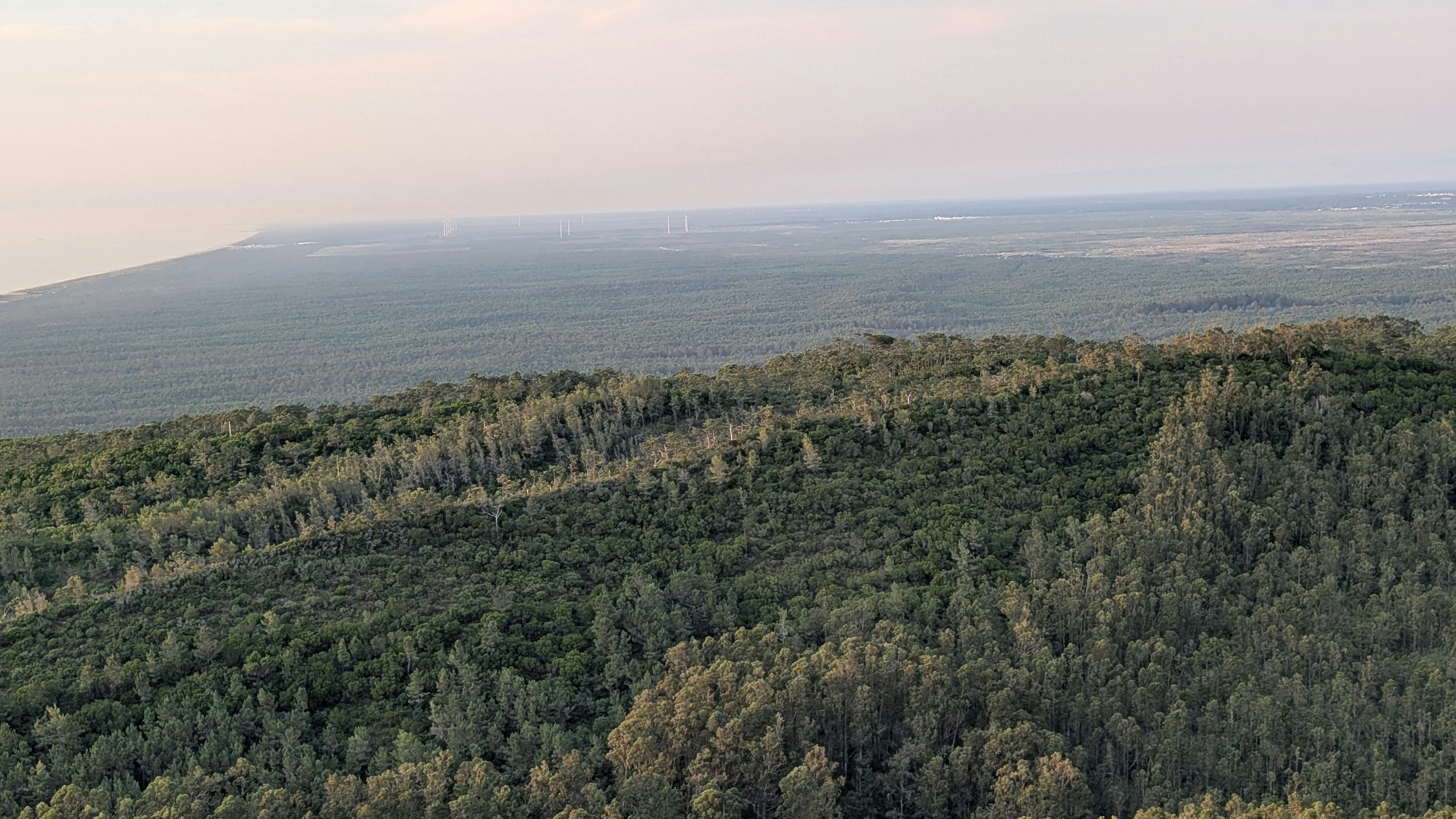 Dense pine forest stretches to a distant horizon under a soft sky; the image captures a wide, tranquil landscape with layered trees and a gentle transition to open land.