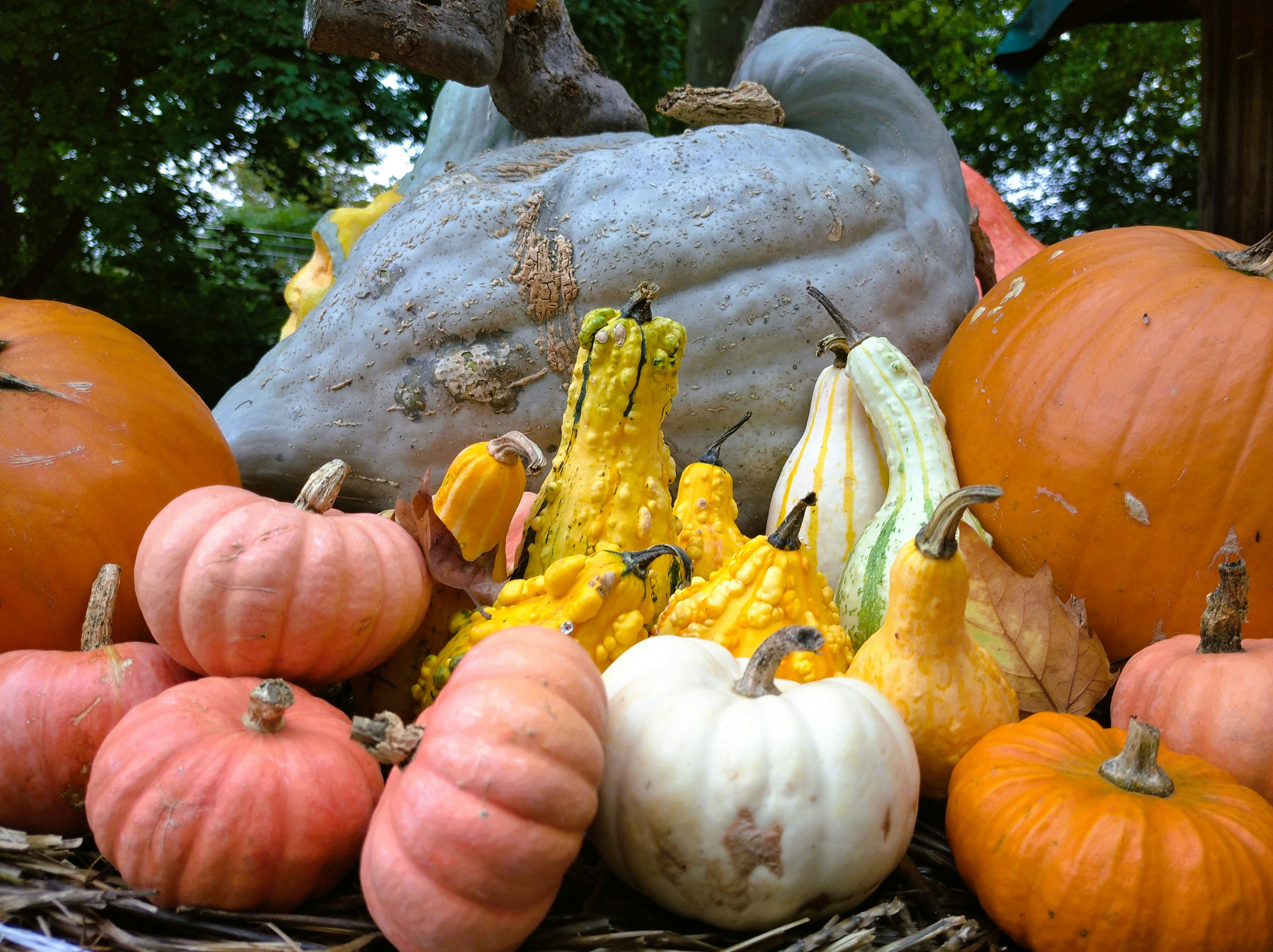 Autumn Harvest Palette: A Curated Parade of Pumpkins