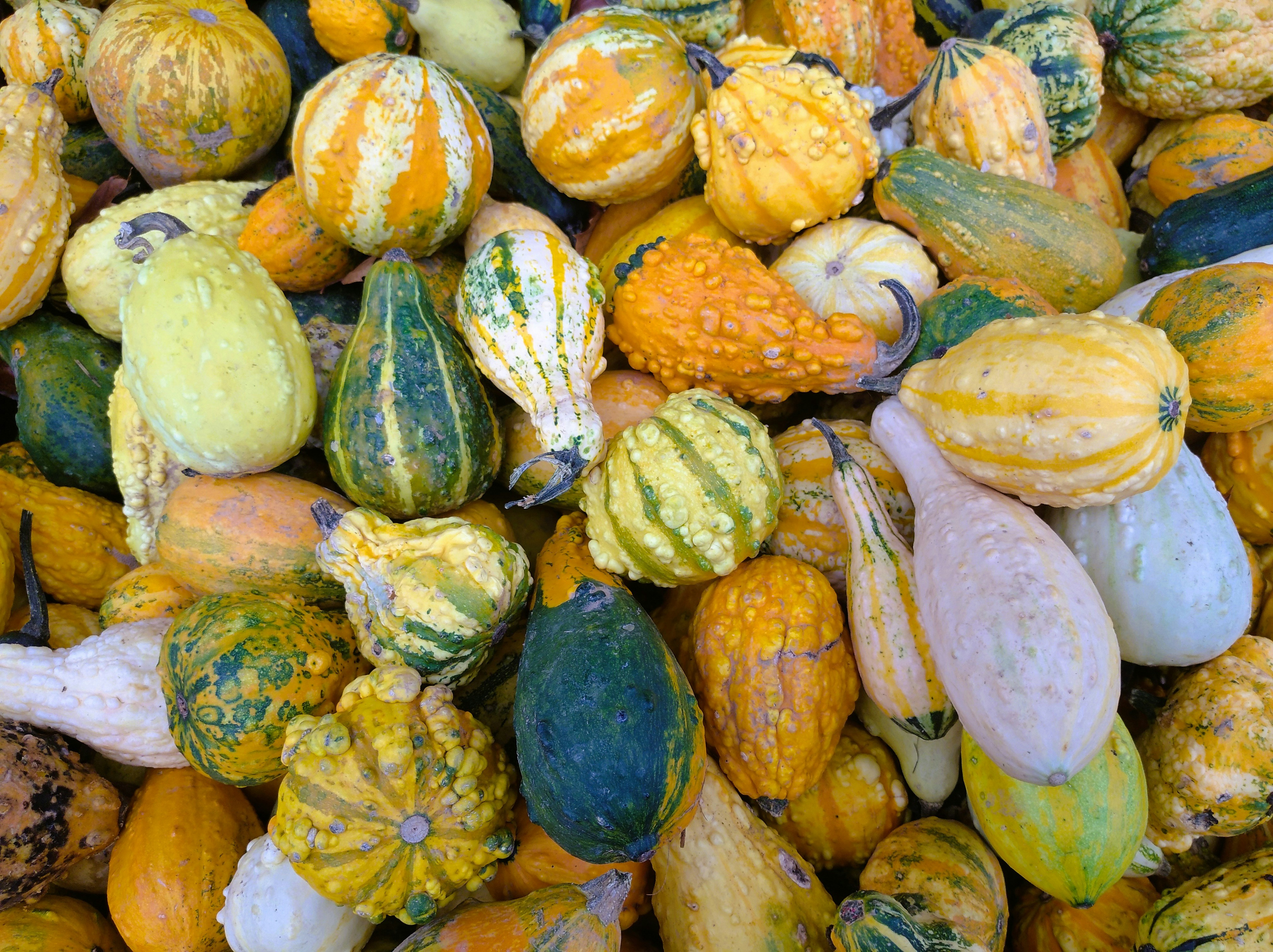 A dense pile of assorted ornamental gourds in yellow, green, and white hues with varied textures and stripes, forming a vibrant still-life composition.
