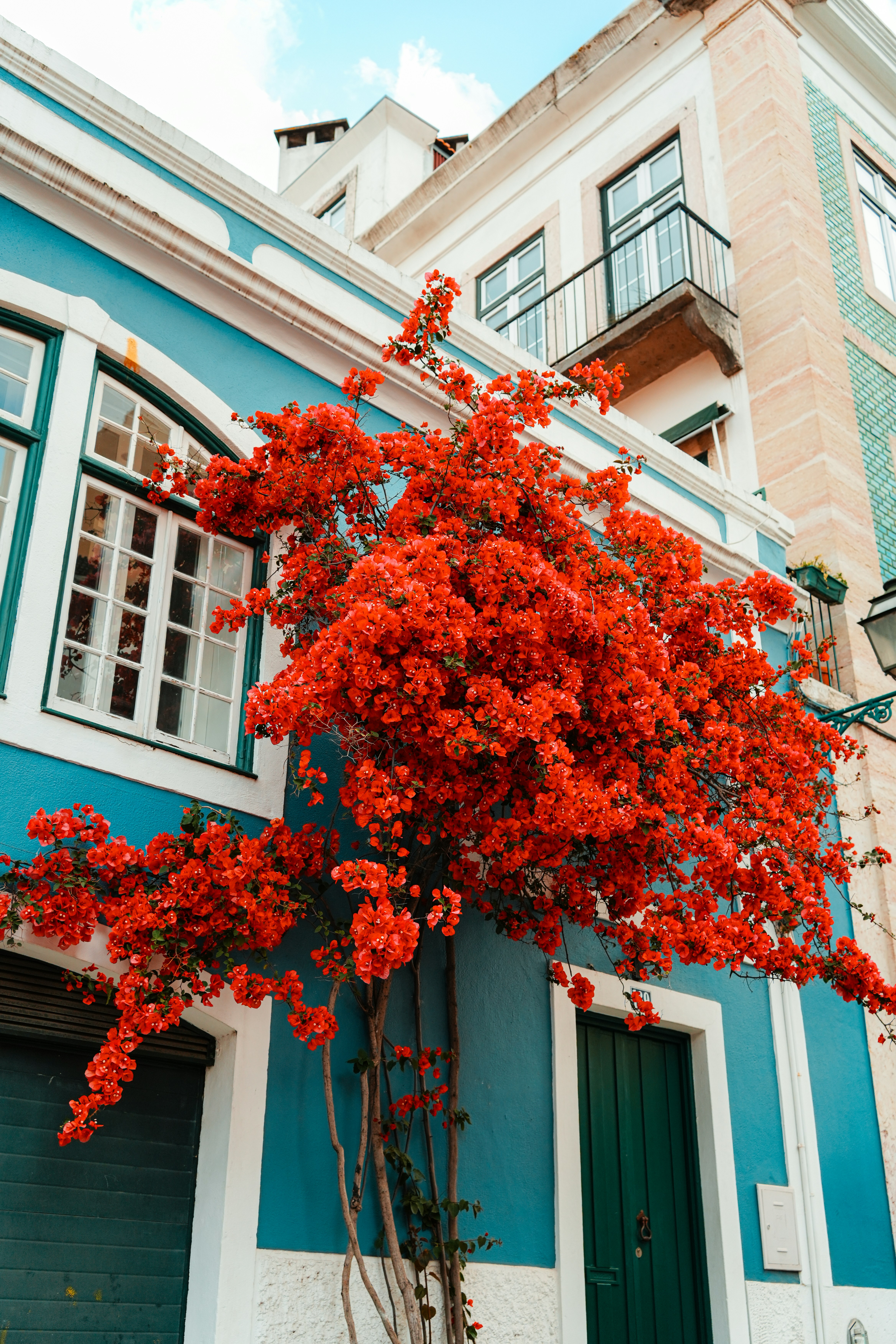 Crimson Bougainvillea Roaring Against a Turquoise Facade