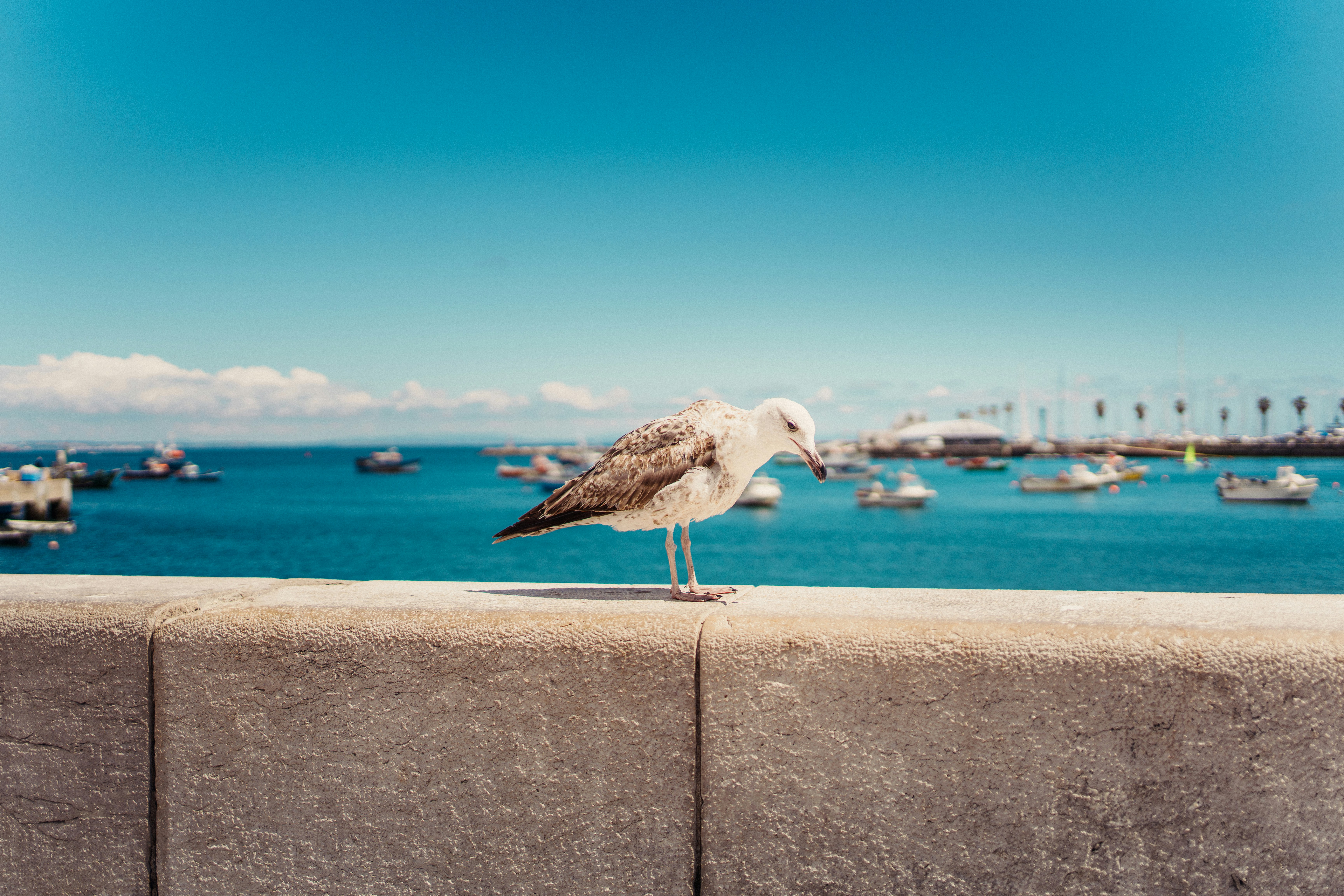 Seagull Perched on the Harbor Wall Under a Clear Coastal Sky