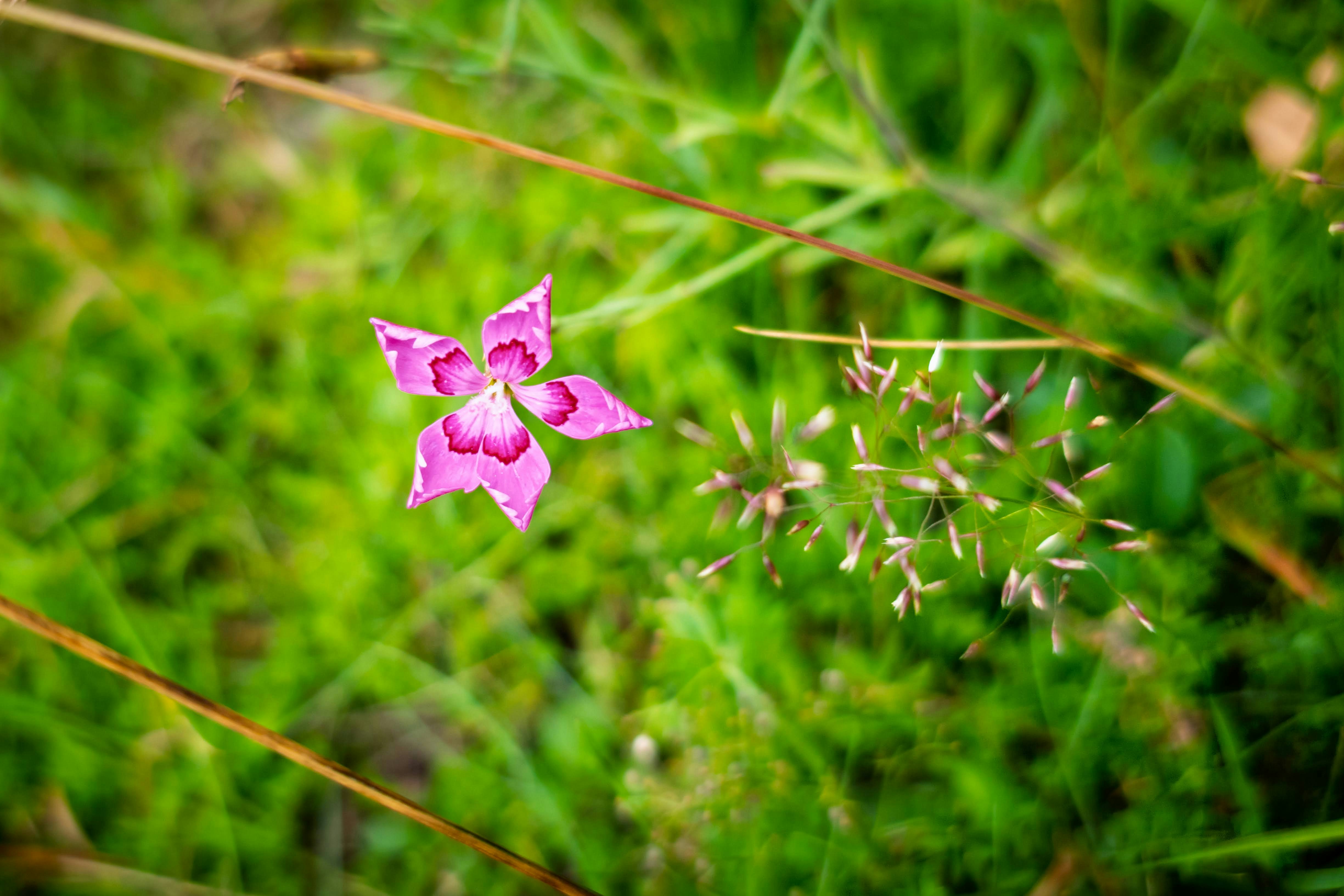 Pink Five-Petaled Blossom in a Hushed Green Field
