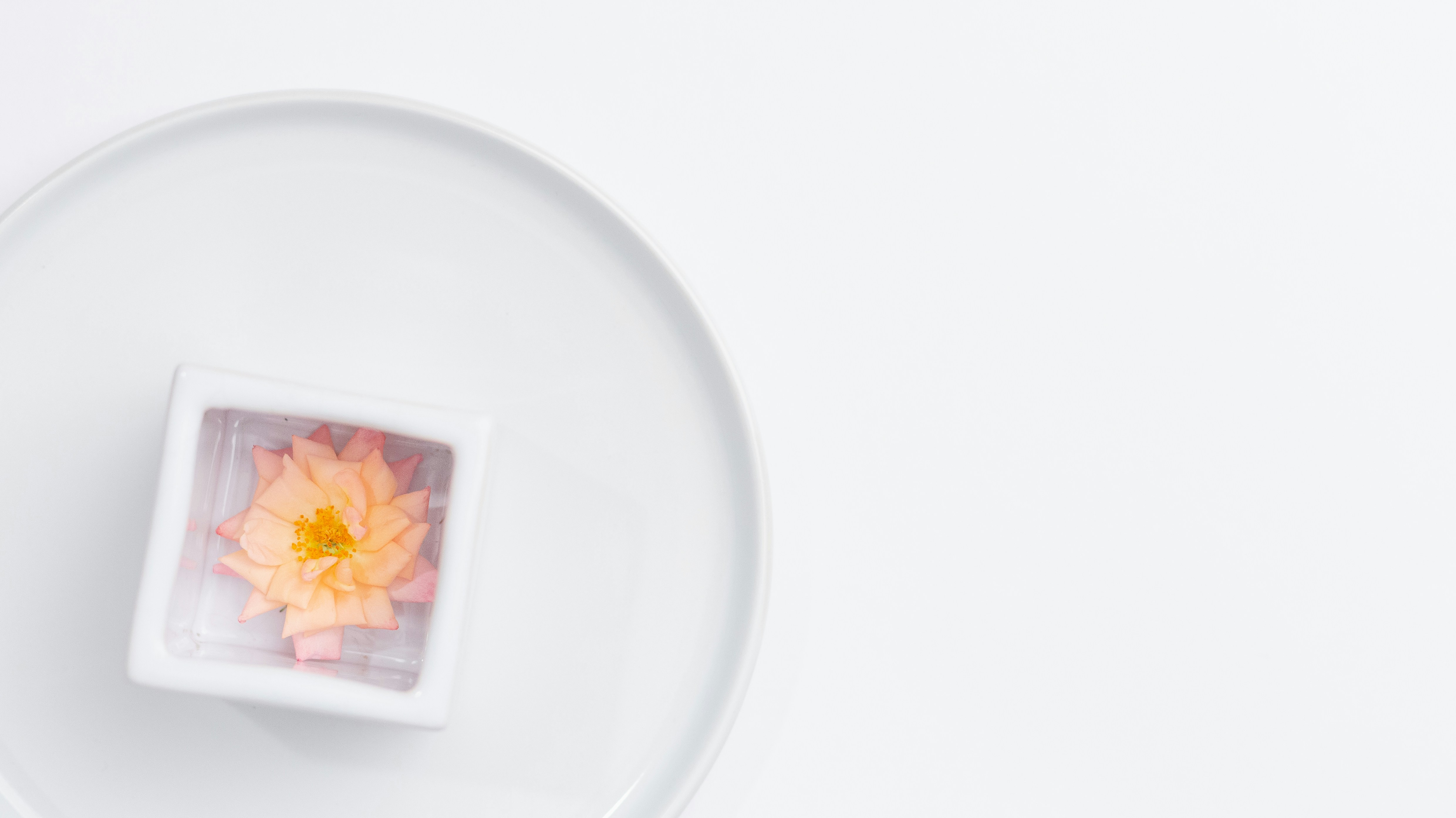 Miniature Bloom in a White Square: A Quiet Studio Moment