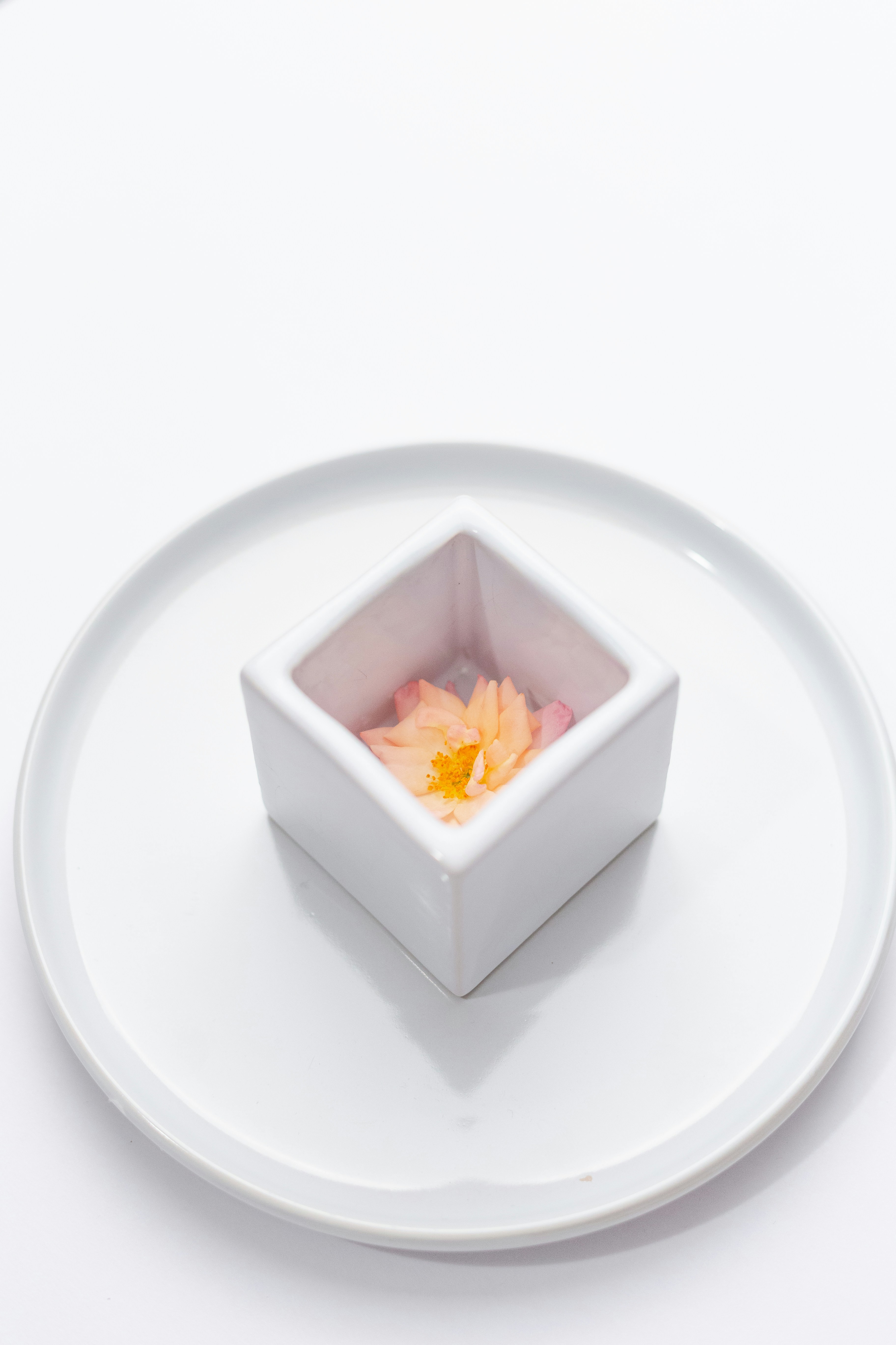 Minimalist centerpiece: a delicate blossom nested in a white cube