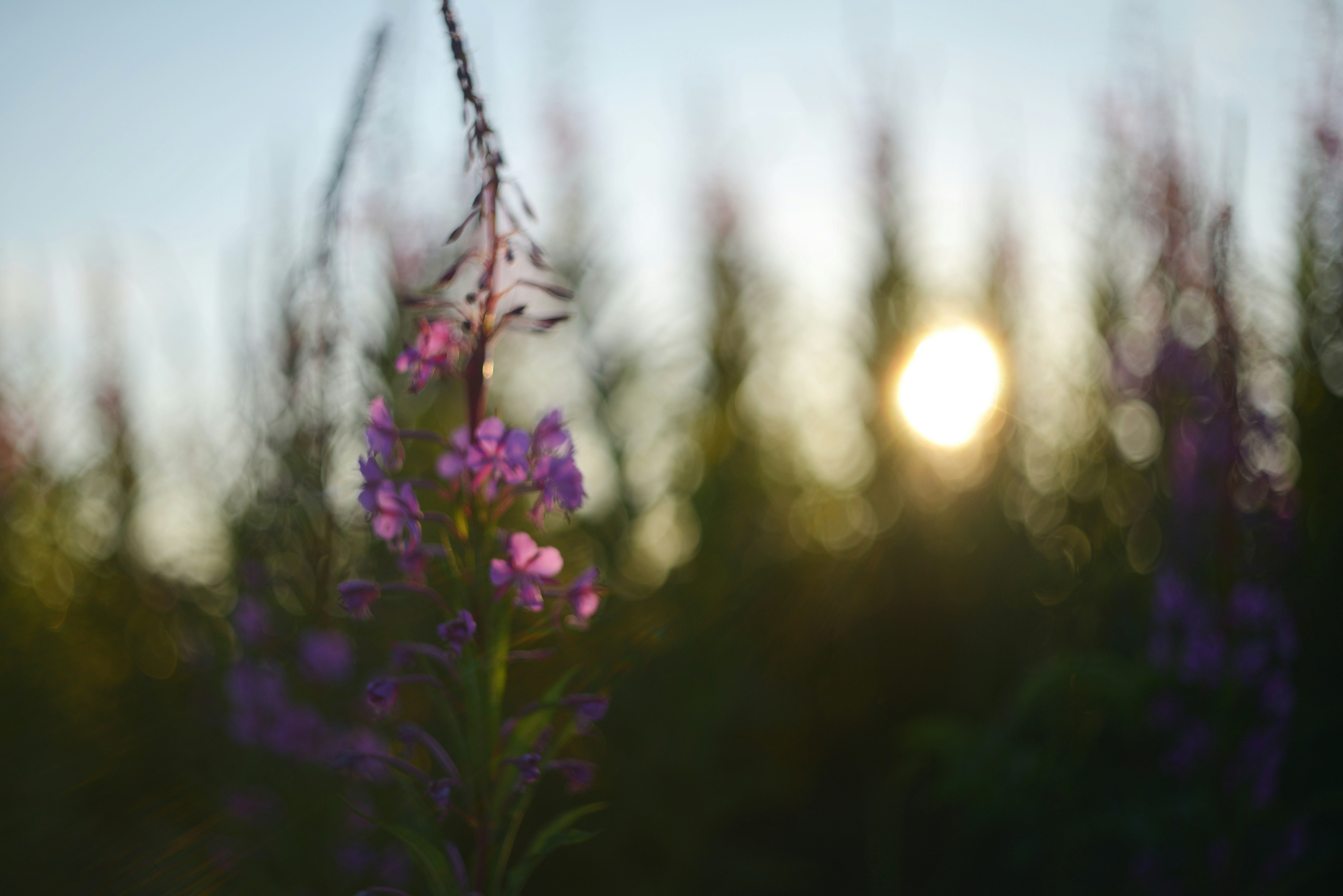 Sunlit Wildflowers in a Soft-Focused Field