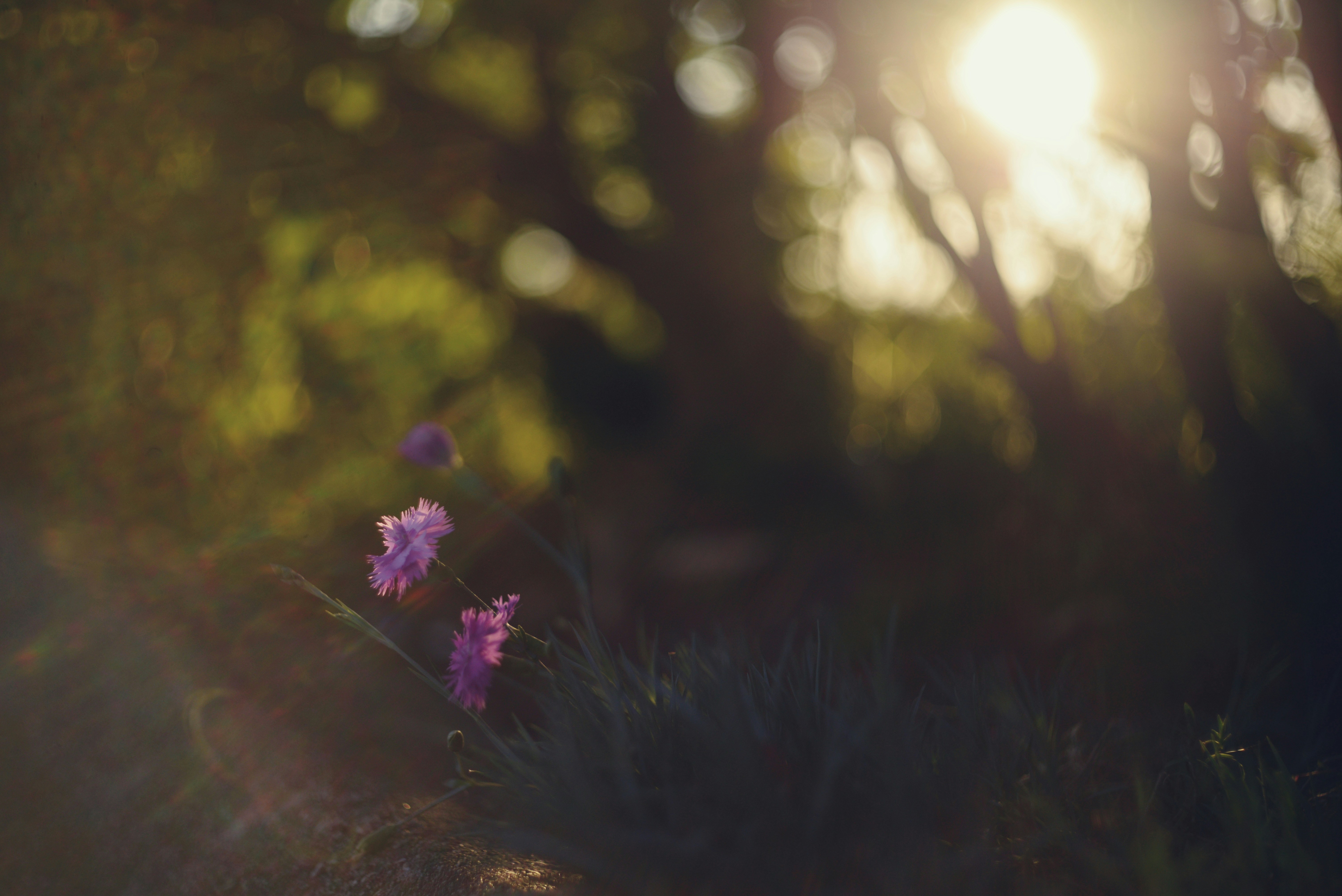 Sunlit Purple Bloom in a Quiet Meadow