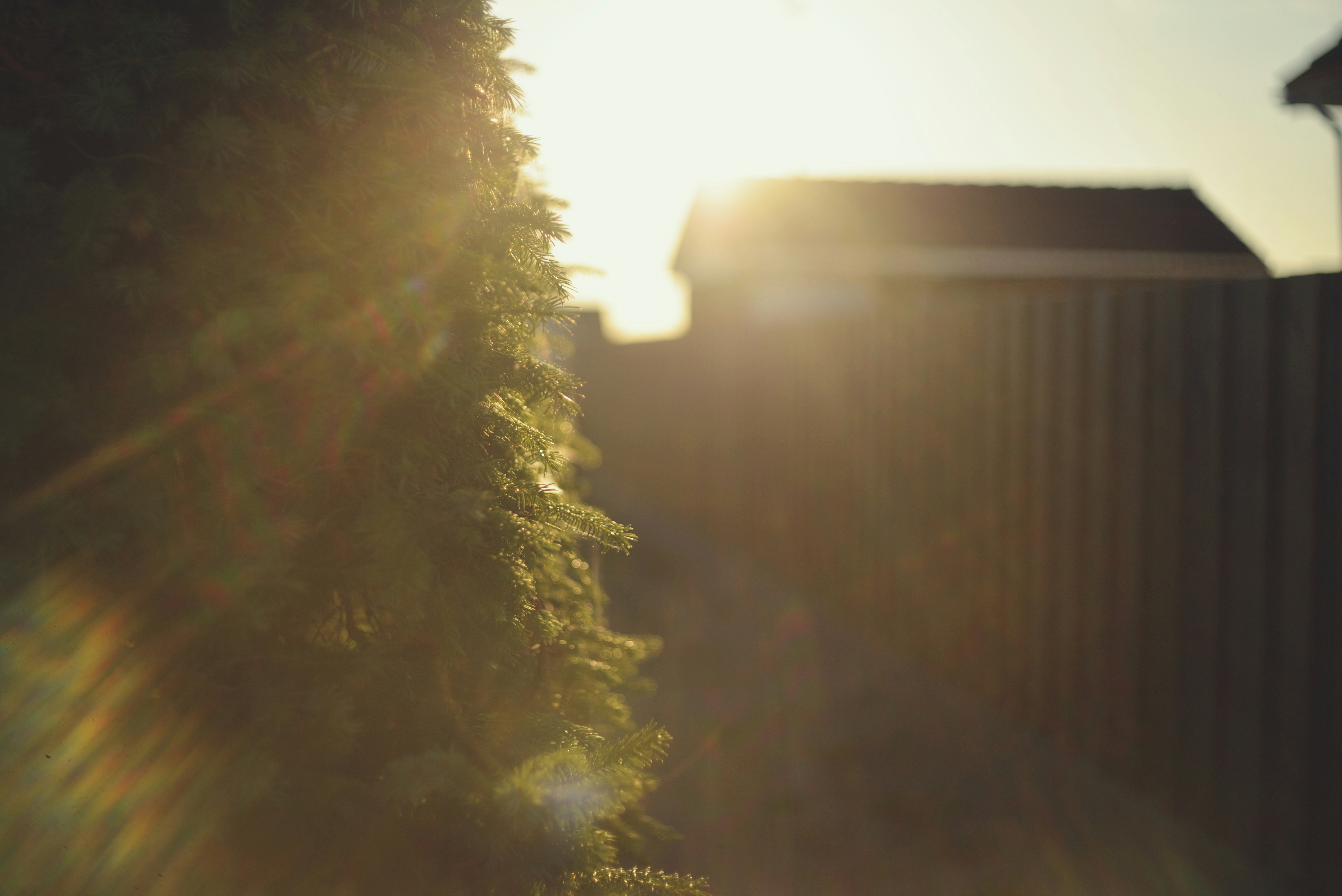 Sunlit Hedge and Fading Fence: A Quiet Morning Edge