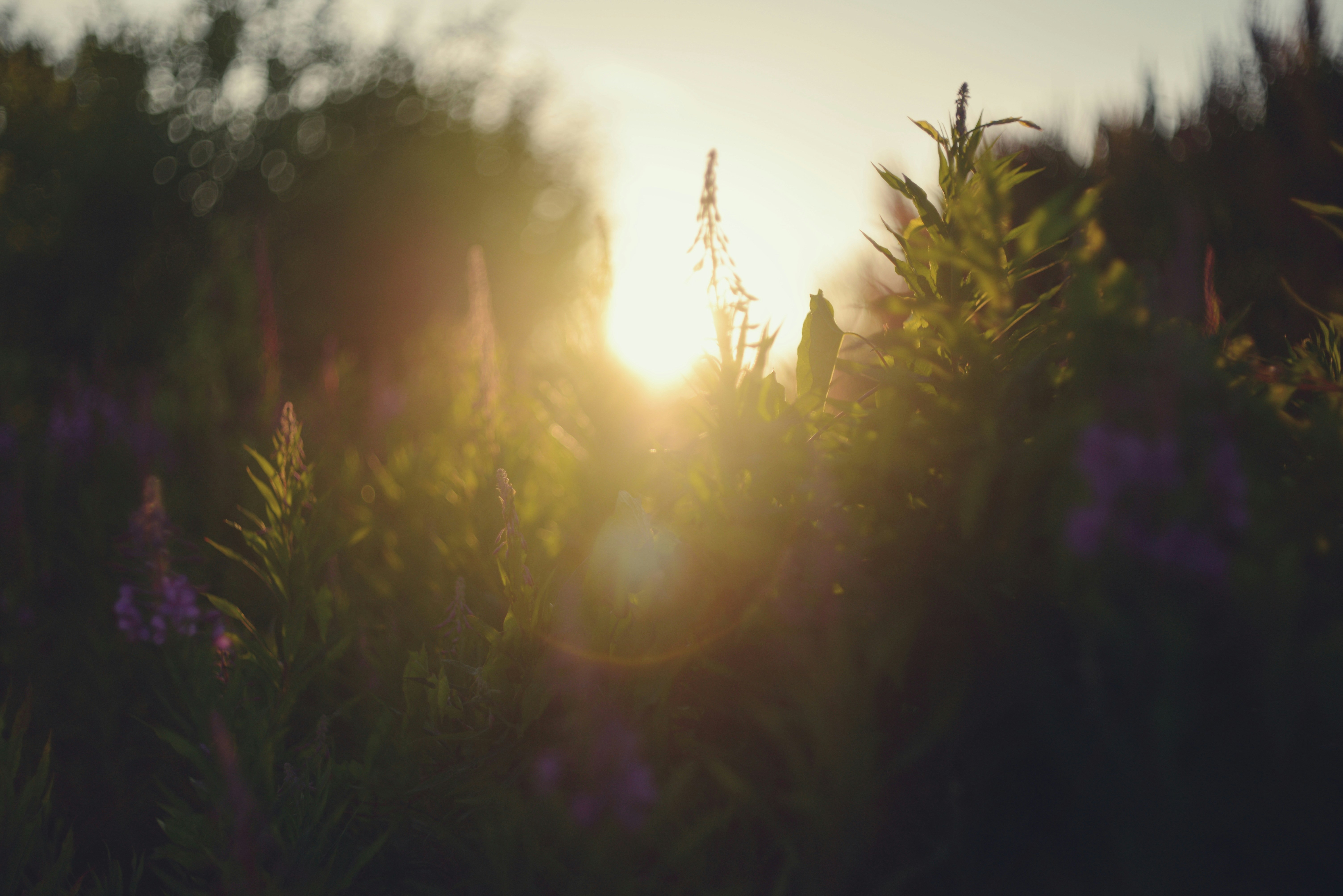 Sunlit Quiet: Wildflowers Bend to the Evening Breeze