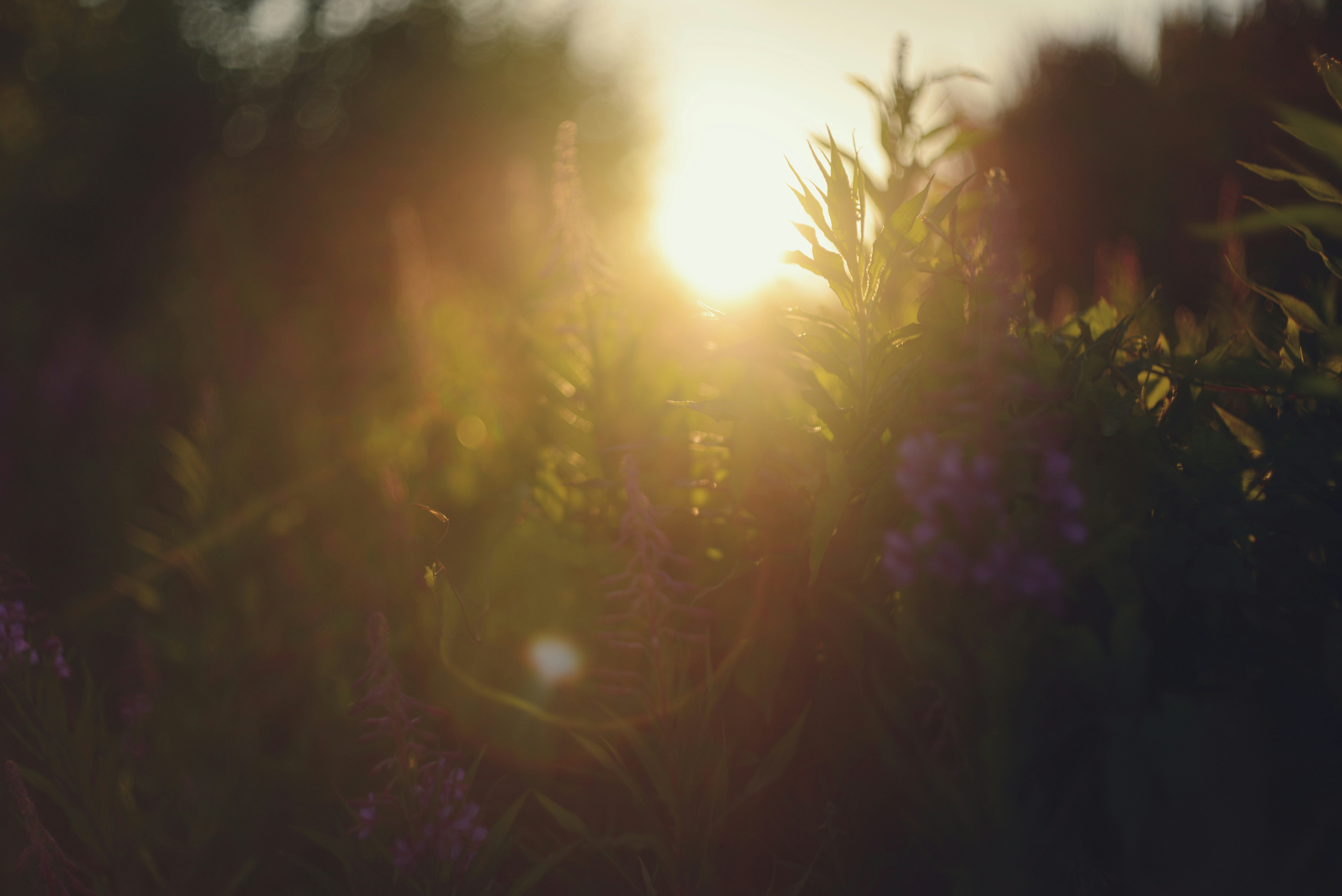 Dawn Through Quiet Grass: Soft Backlit Meadow