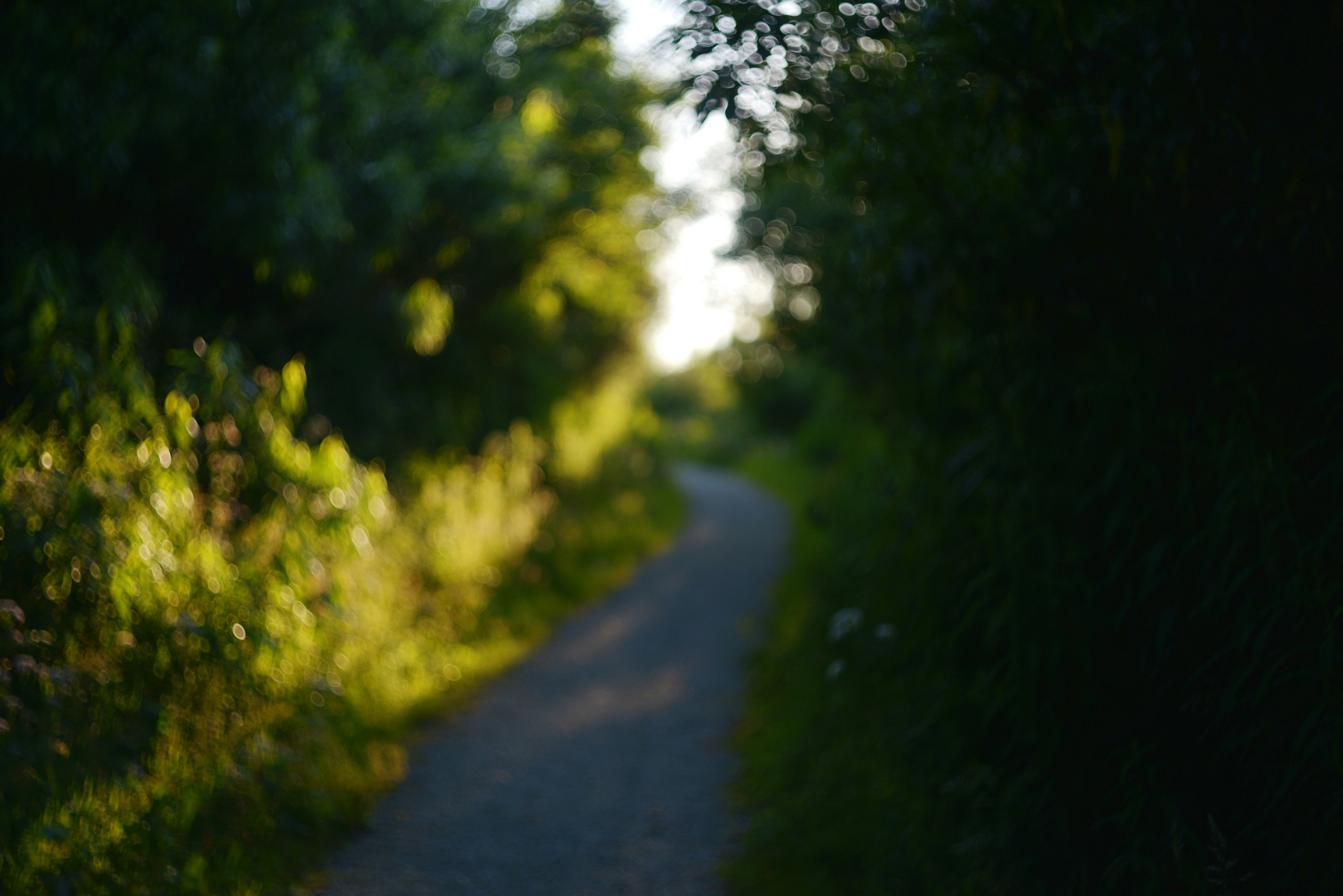 Overgrown Path to Dappled Light