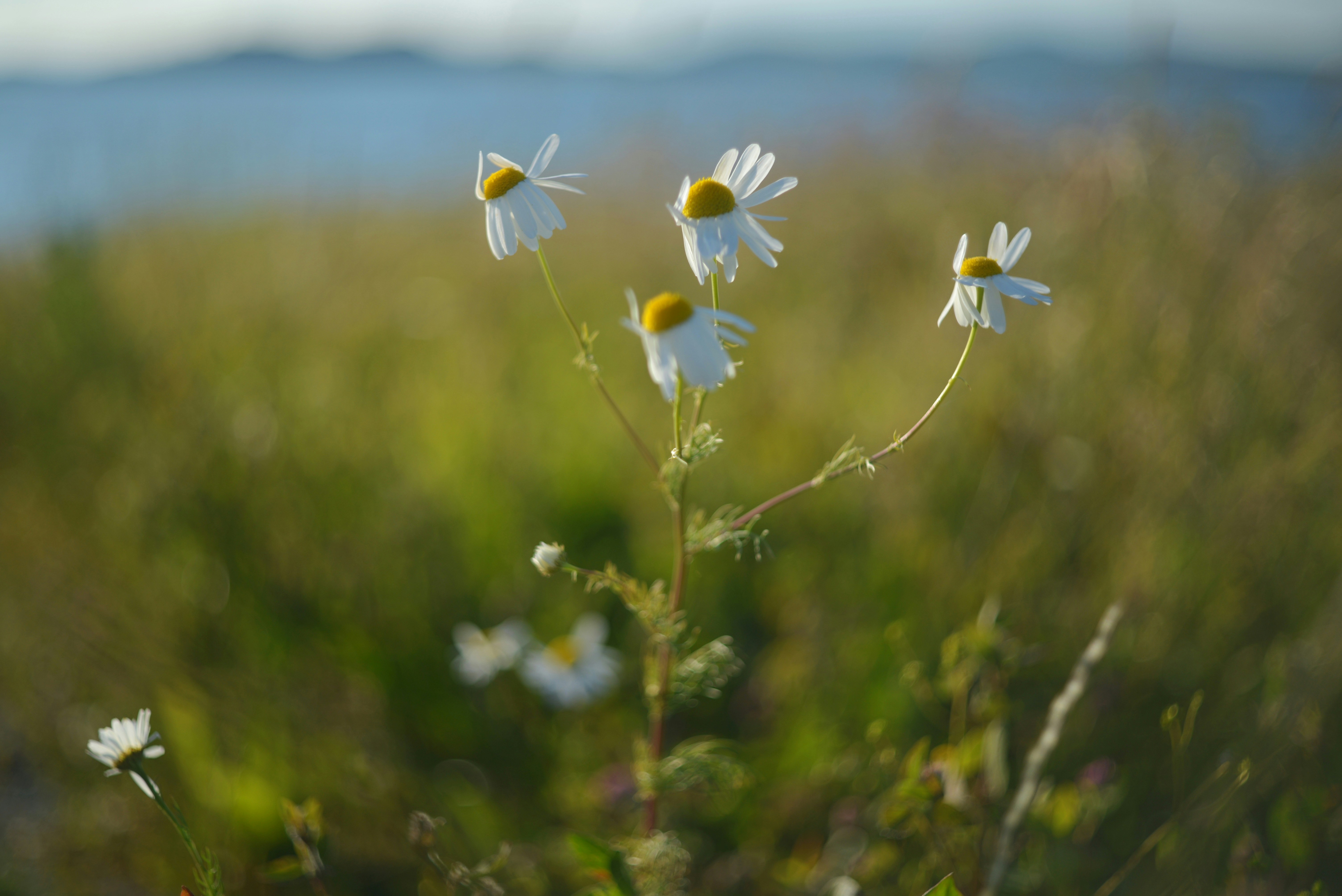 Daisy Quartet Against a Blurred Dune Horizon