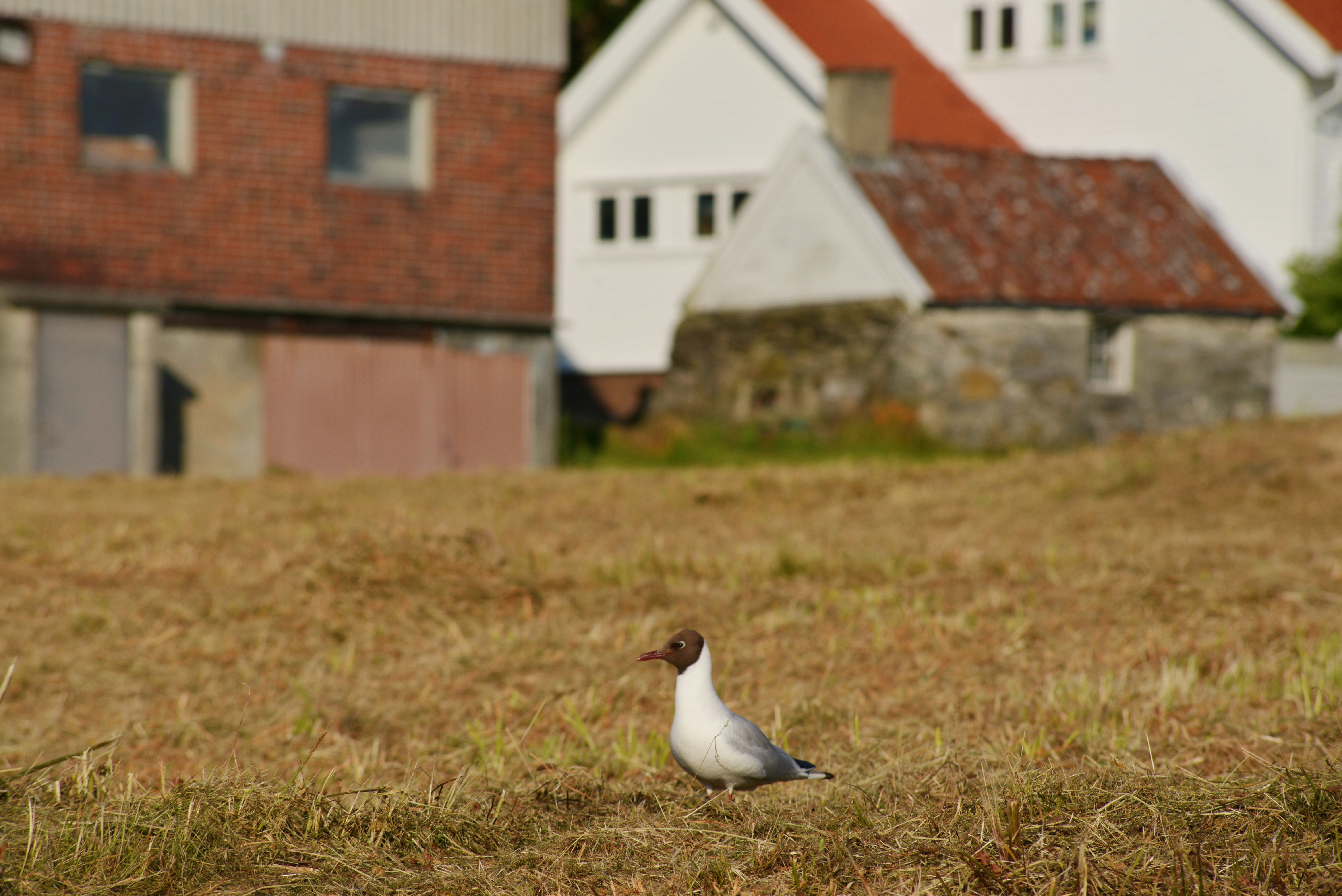 Solo Lapwing in a Quiet Field Underrow Houses