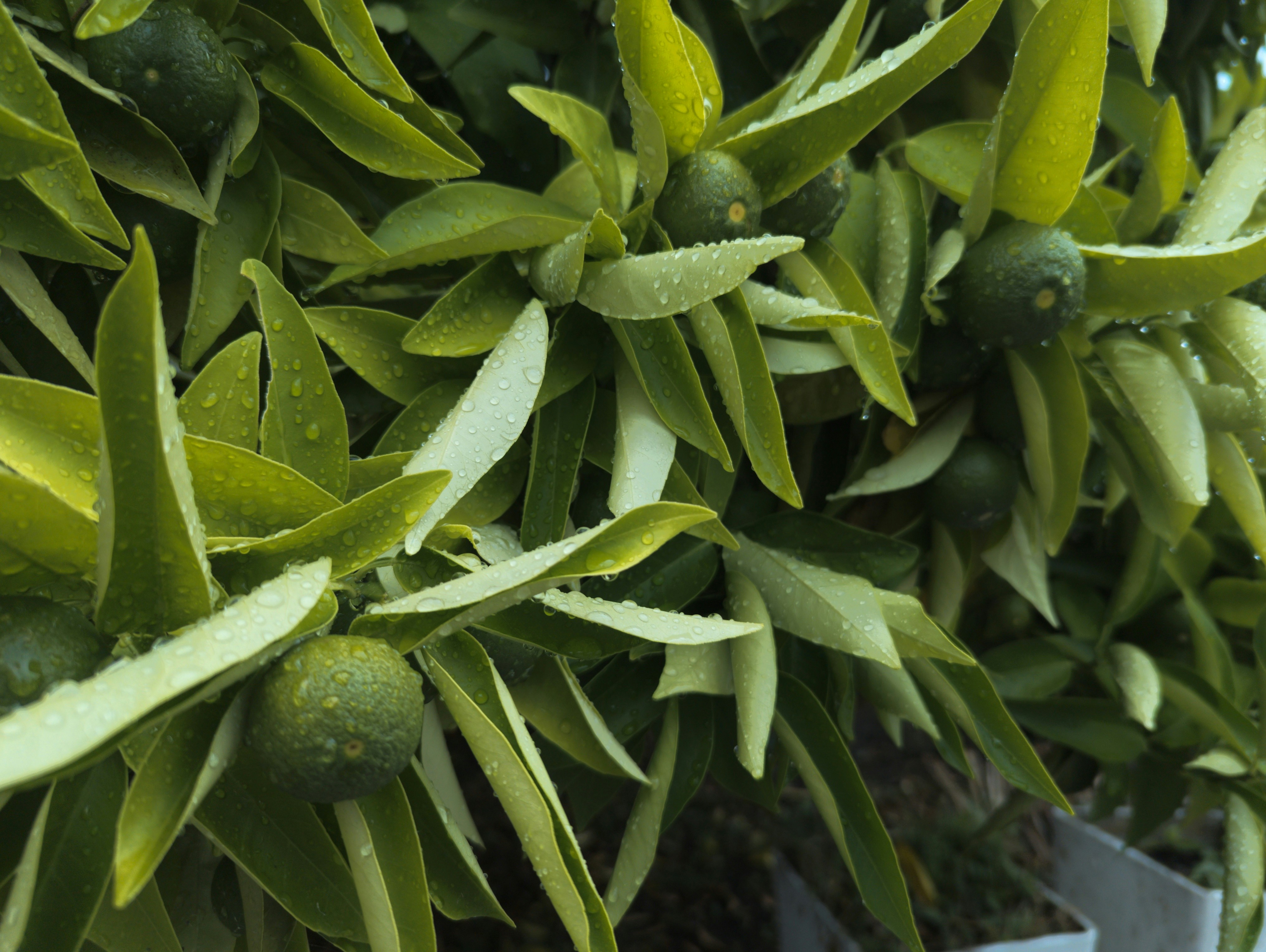 Close-up of a citrus tree with green leaves and small unripe fruit, showing textured surfaces and dew-like droplets.