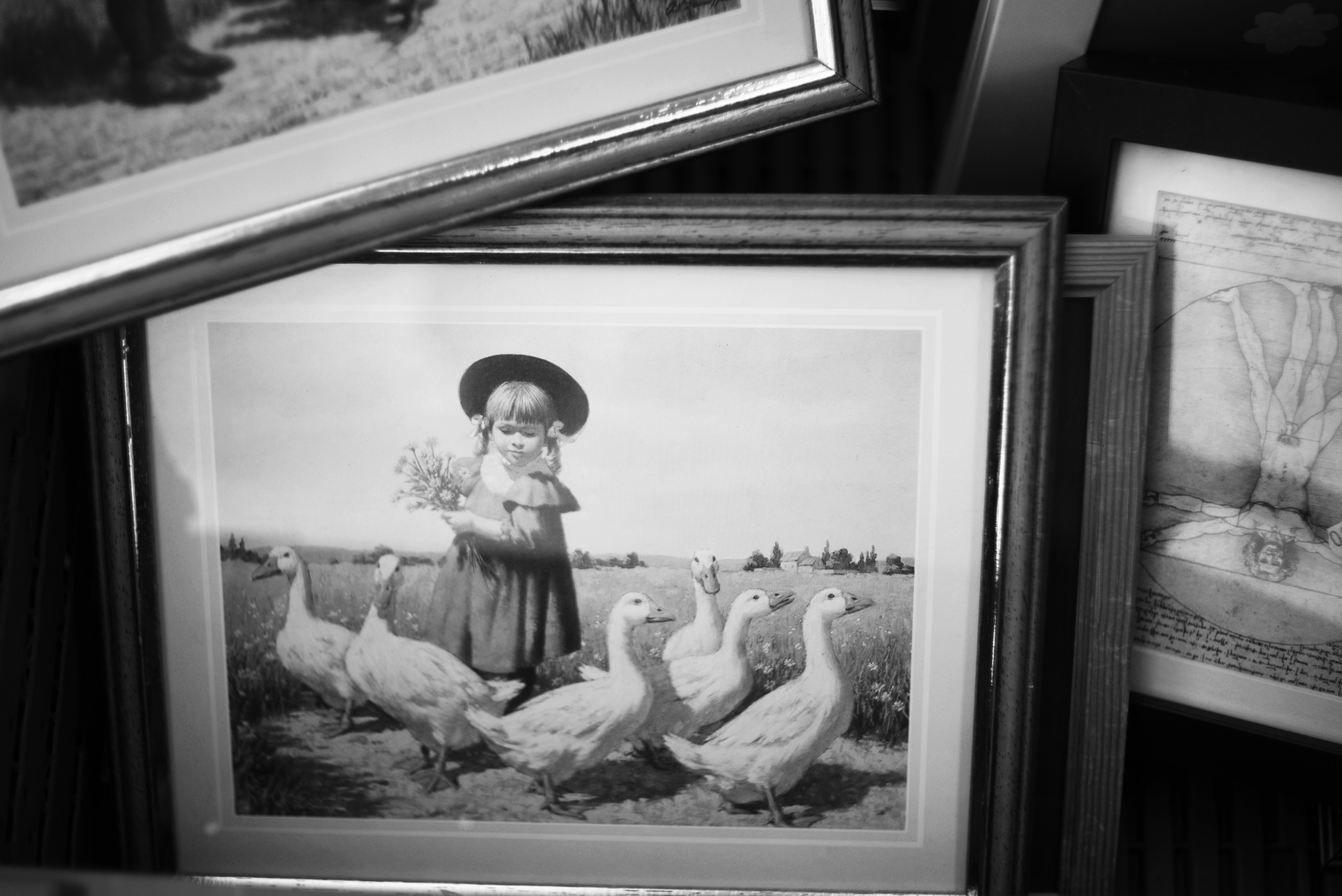 Frames of Quiet Nostalgia: A Child with Geese Beneath Framed Echoes