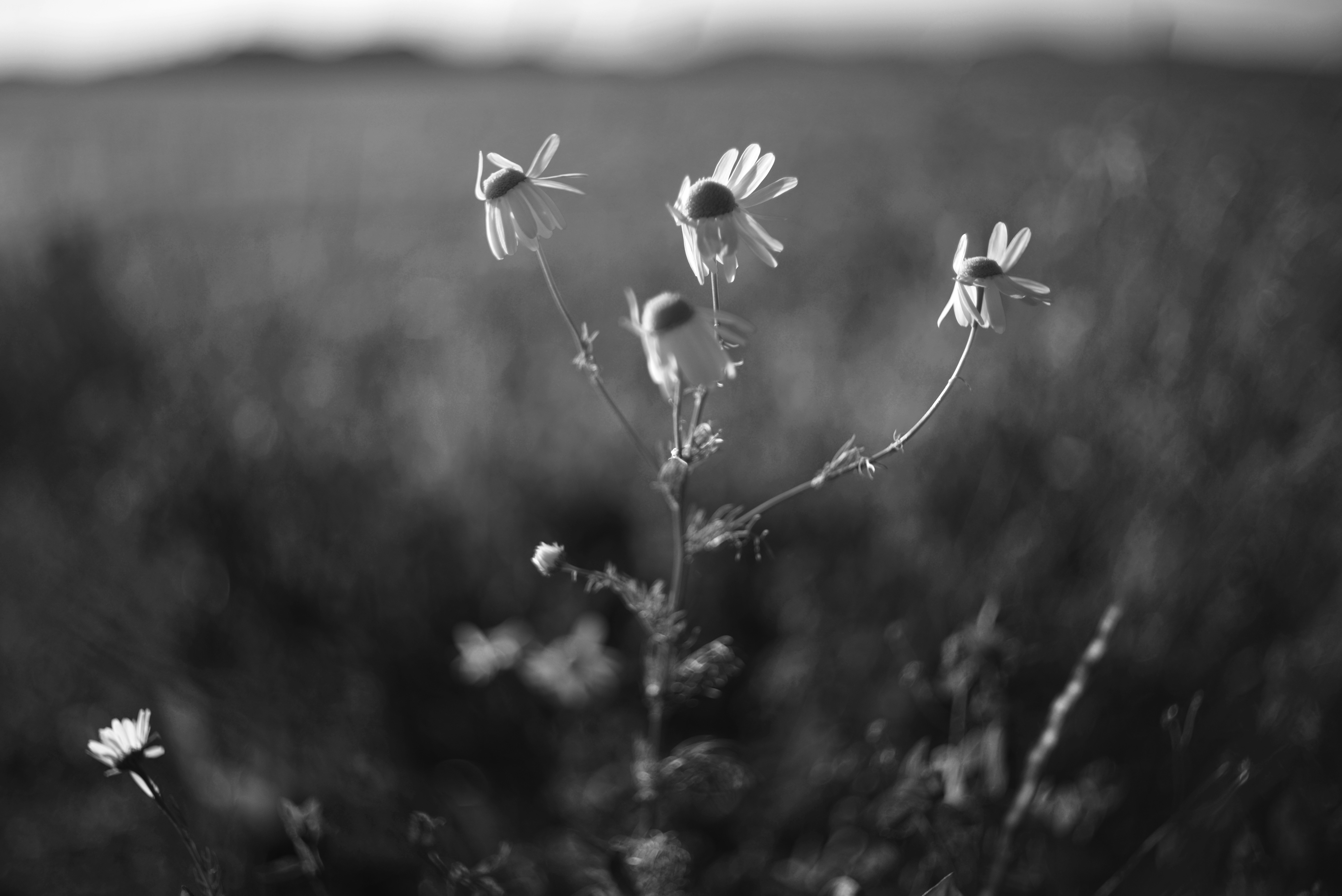 Single Florals in Soft Focus Meadow