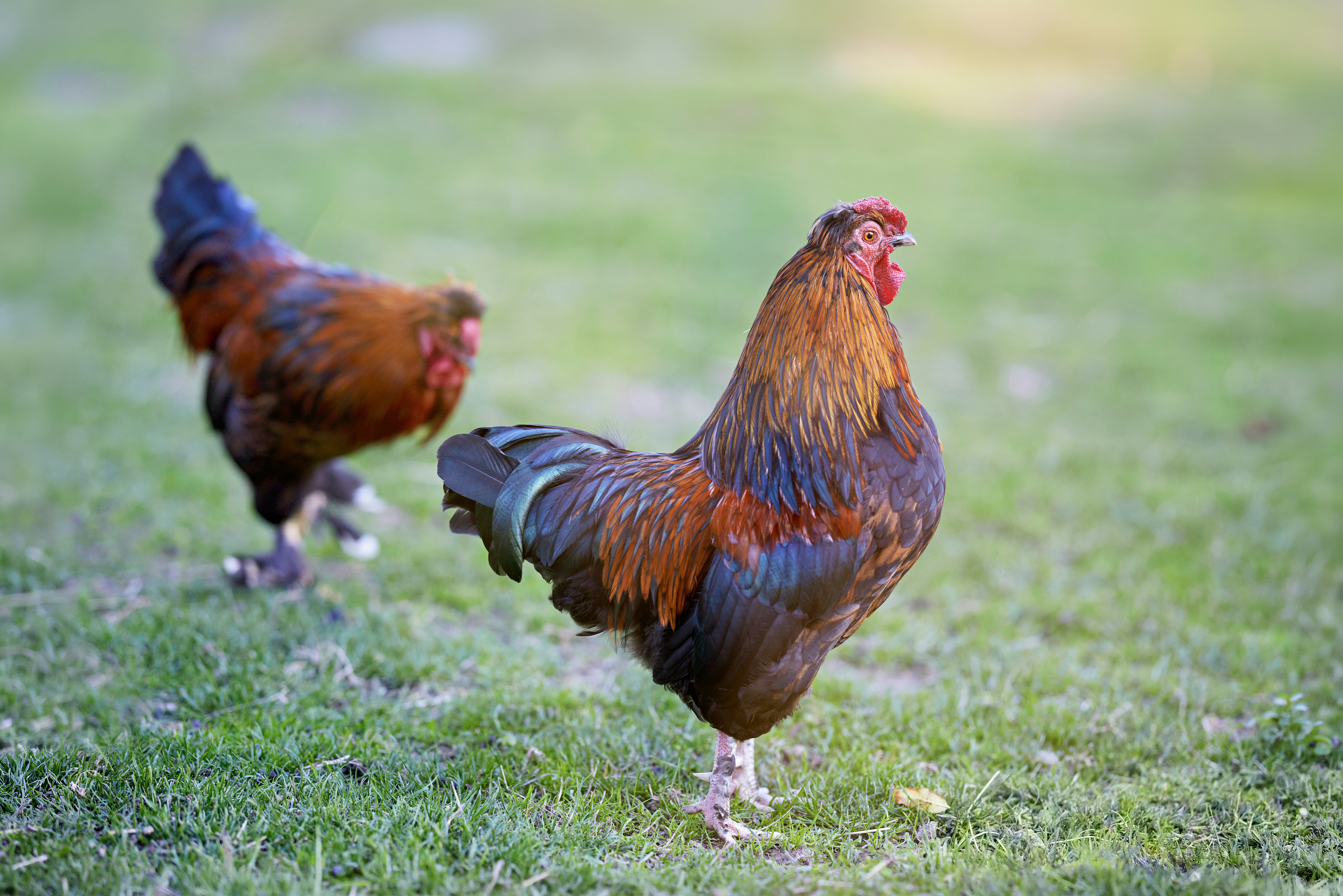 Midstride Rooster in Focus: A Pair of Domestics on Grass