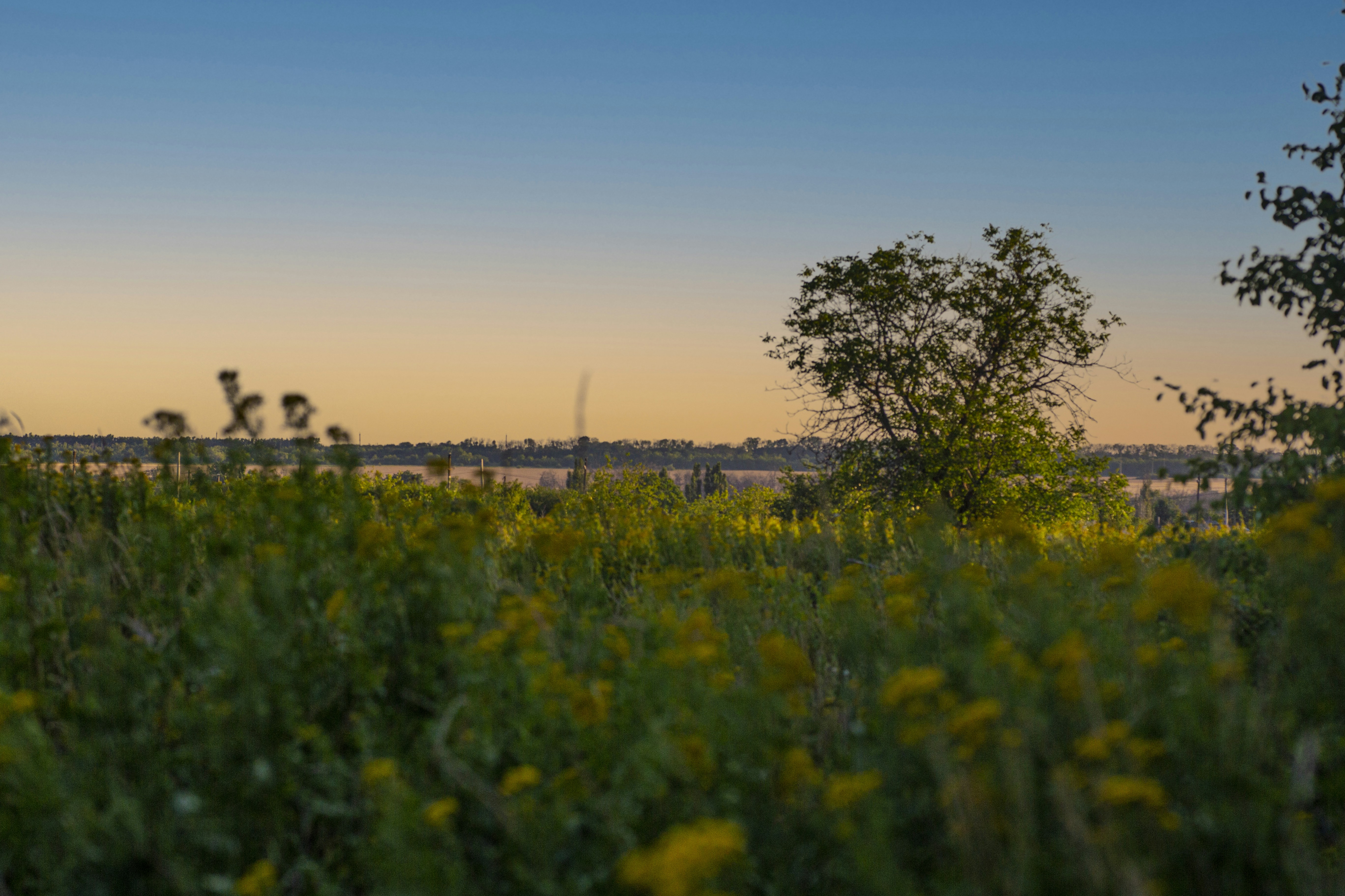 Dusk light bathes a lone tree and foreground wildflowers in a wide field, with a distant horizon line under a gradient sky.