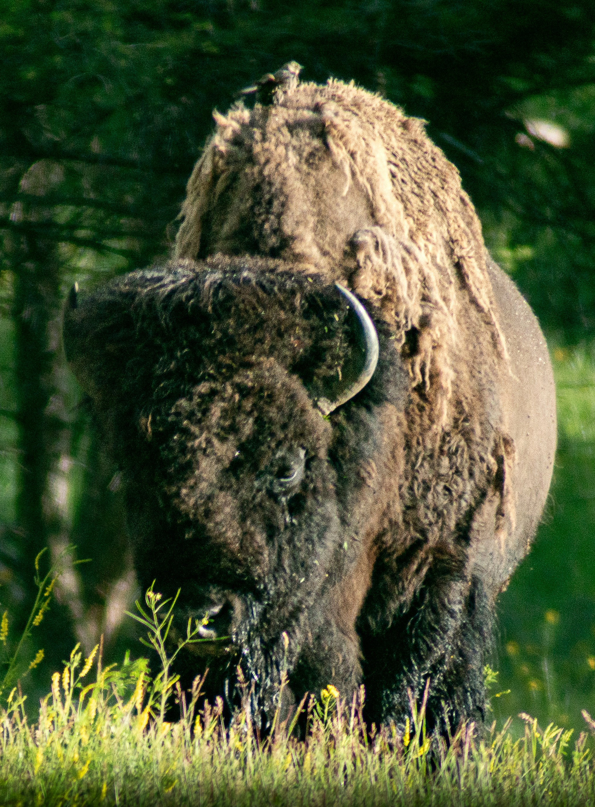 Grazing Bison in Warm Evening Light