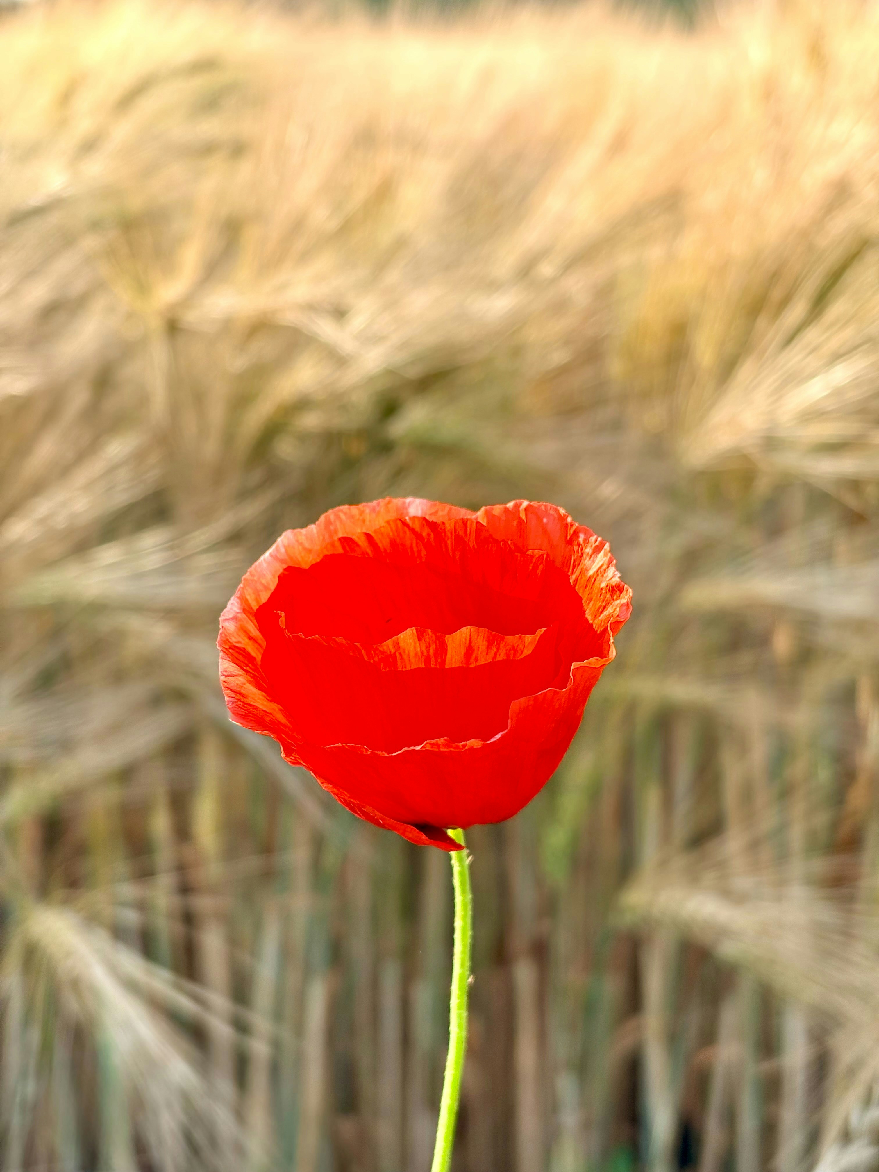 A vivid red poppy stands tall against a blurred golden wheat field, showcasing delicate petals and a slender green stem. This minimalist macro-like shot emphasizes the flower as the focal point of a natural scene.