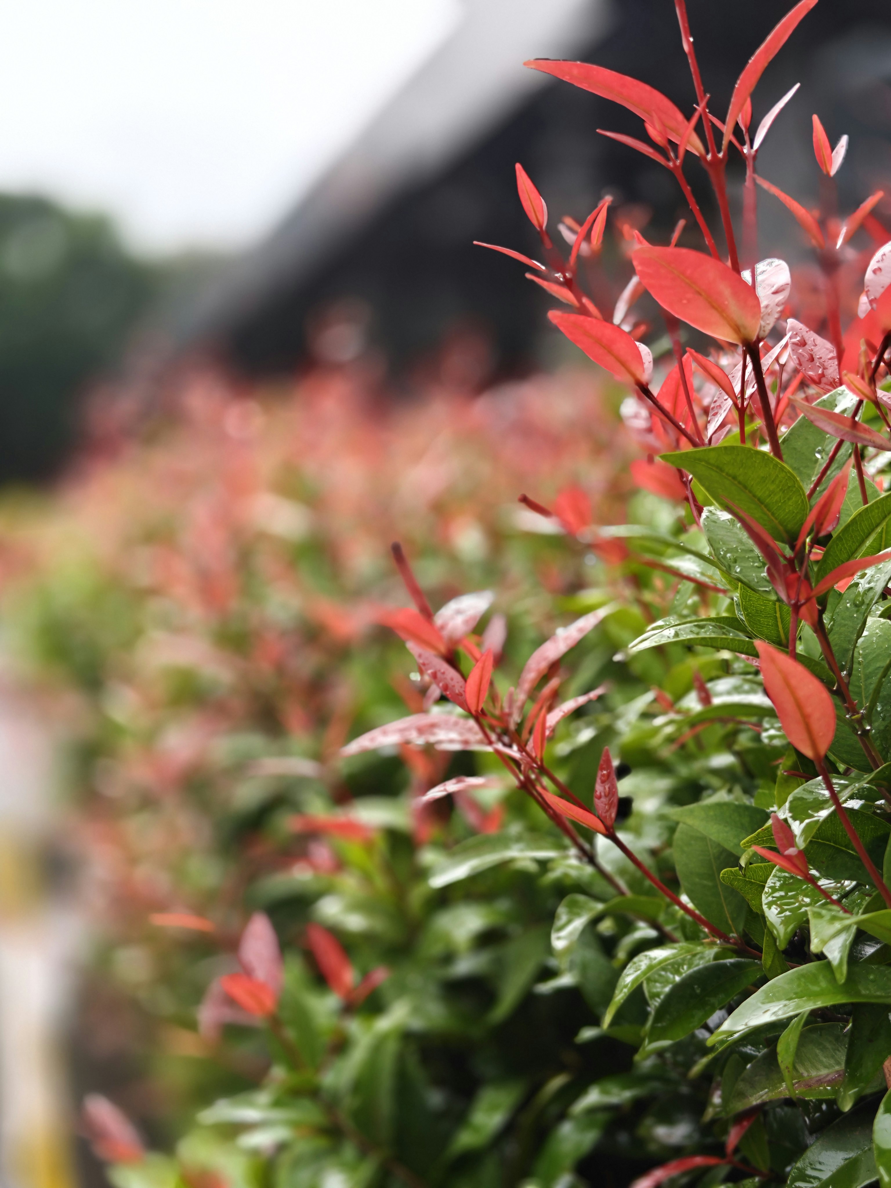 Close-up of vibrant red-tipped leaves along a hedge, with a shallow depth of field creating a creamy background blur.