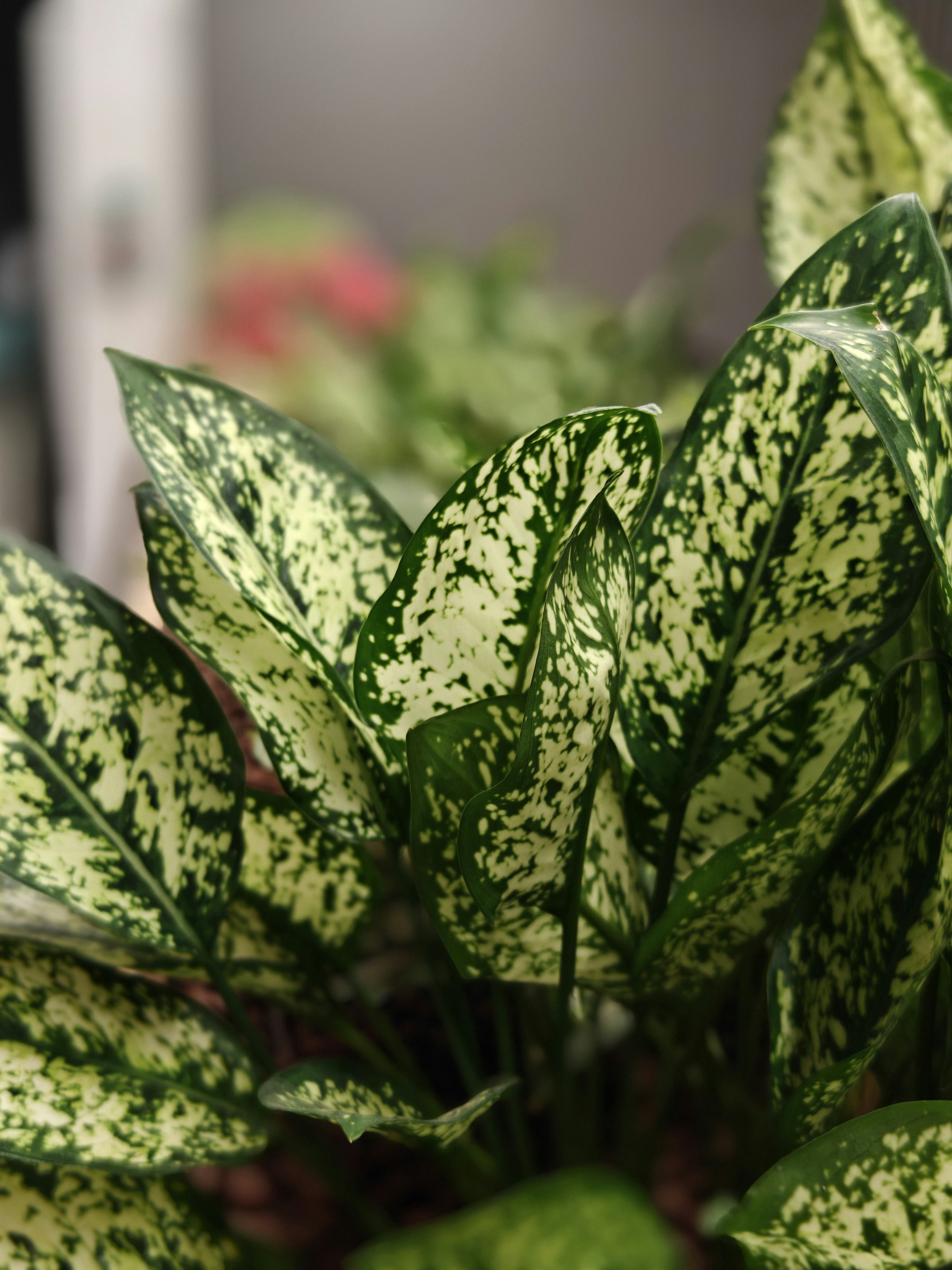 Emerald speckled leaves in soft indoor glow