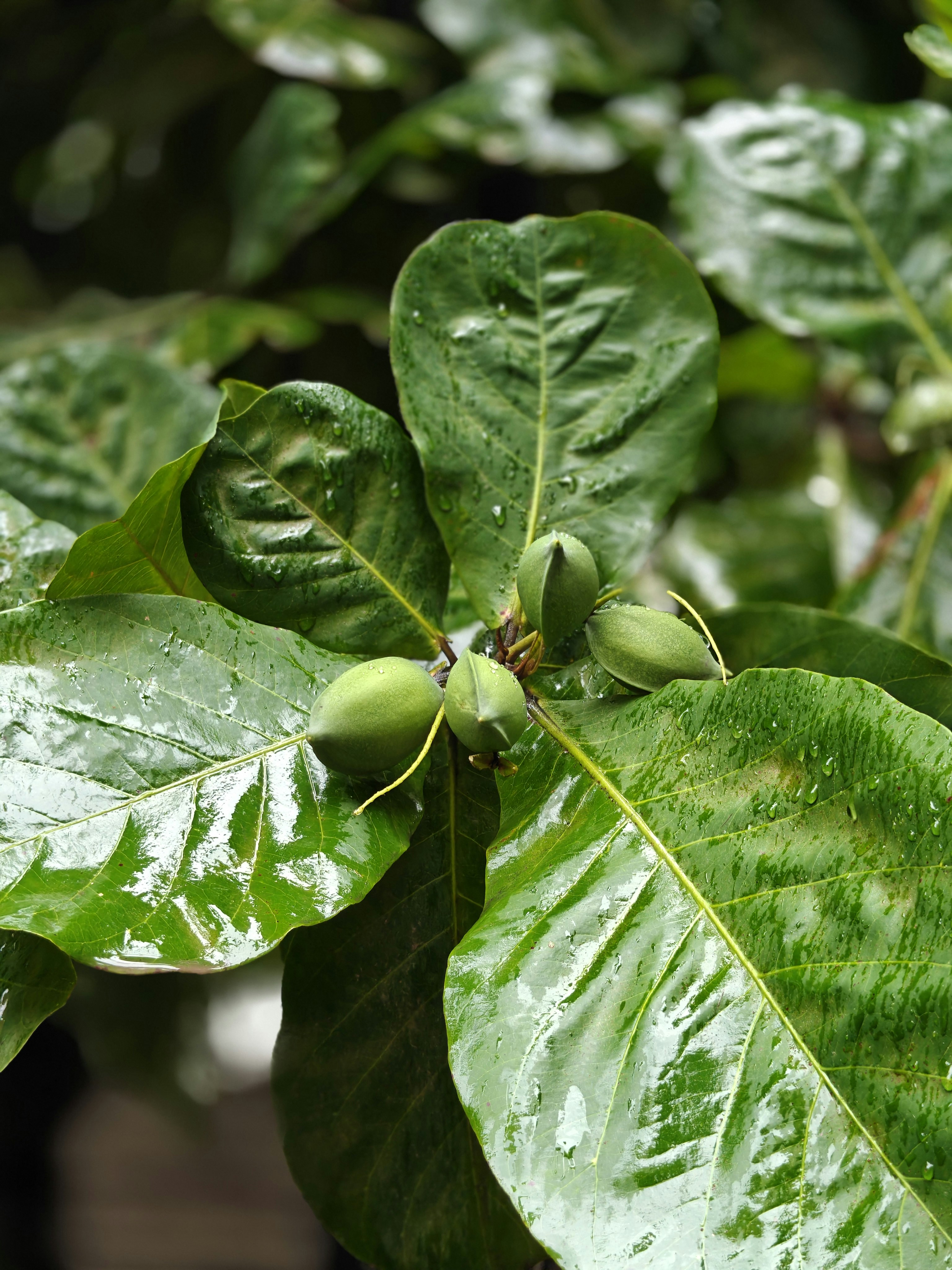 Lustrous green leaves with a budding fruit cluster center the shot, highlighting moisture on a glossy surface. The image focuses on a natural close-up of a plant, showcasing texture and color in a simple, nature study.