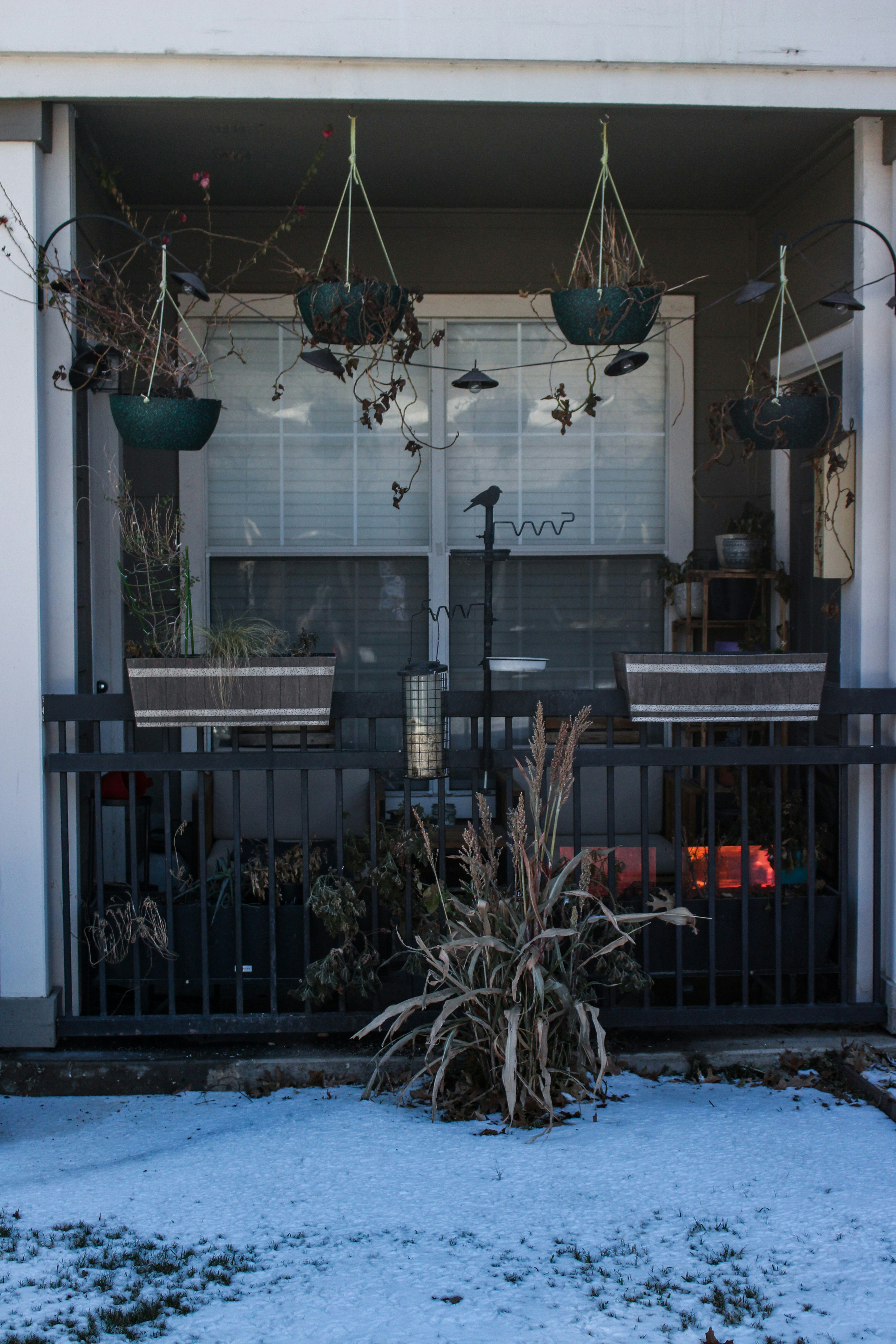 Winter Porch Garden: A Quiet Morning in Dying Greenery