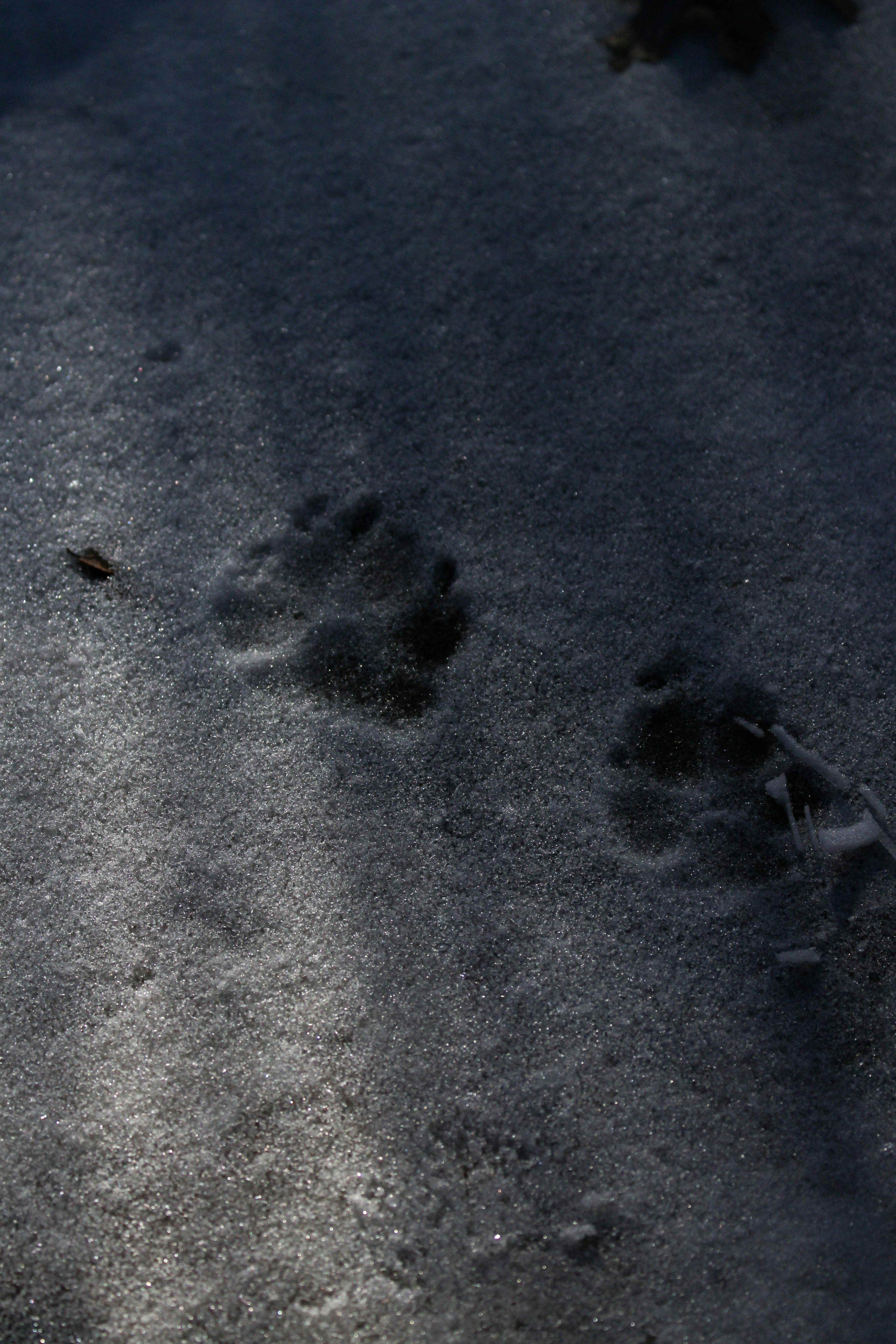 Footprints in the Quiet Snow: A Subtle Trail Across Dusk