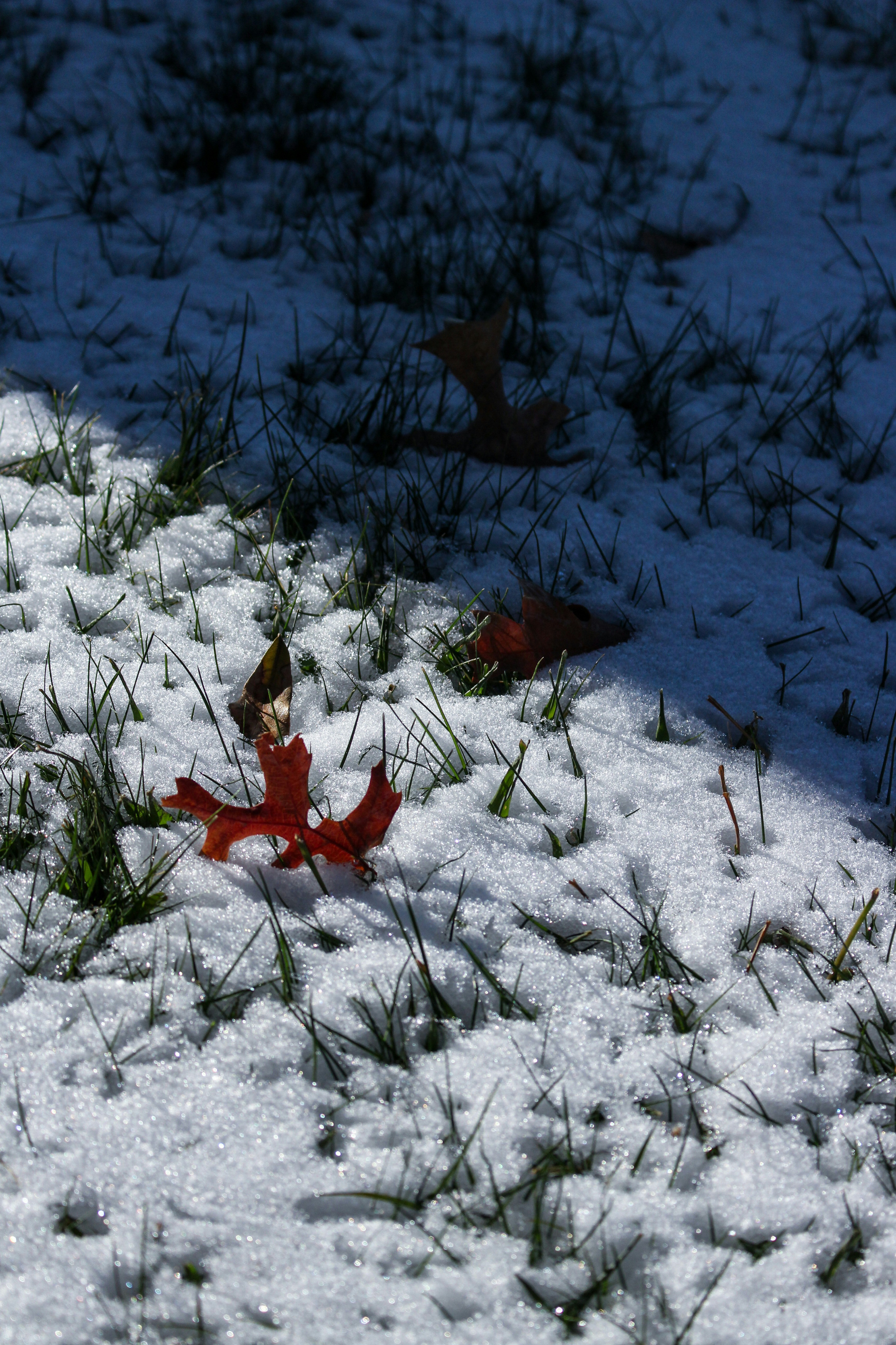 Red maple leaf resting on a snowy lawn, caught in dappled shade
