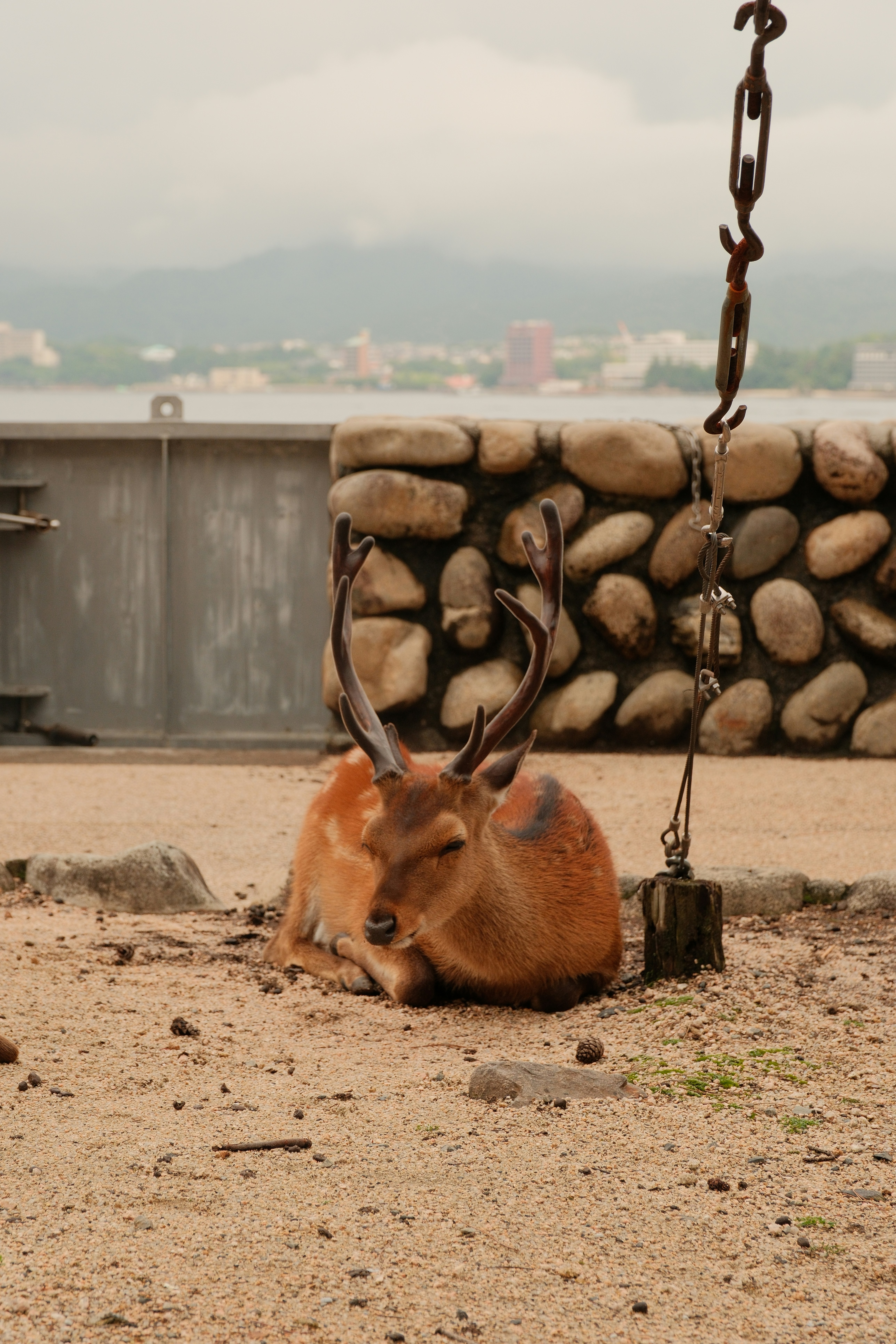 Resting Stag by a Stone Wall Under Industrial Skies
