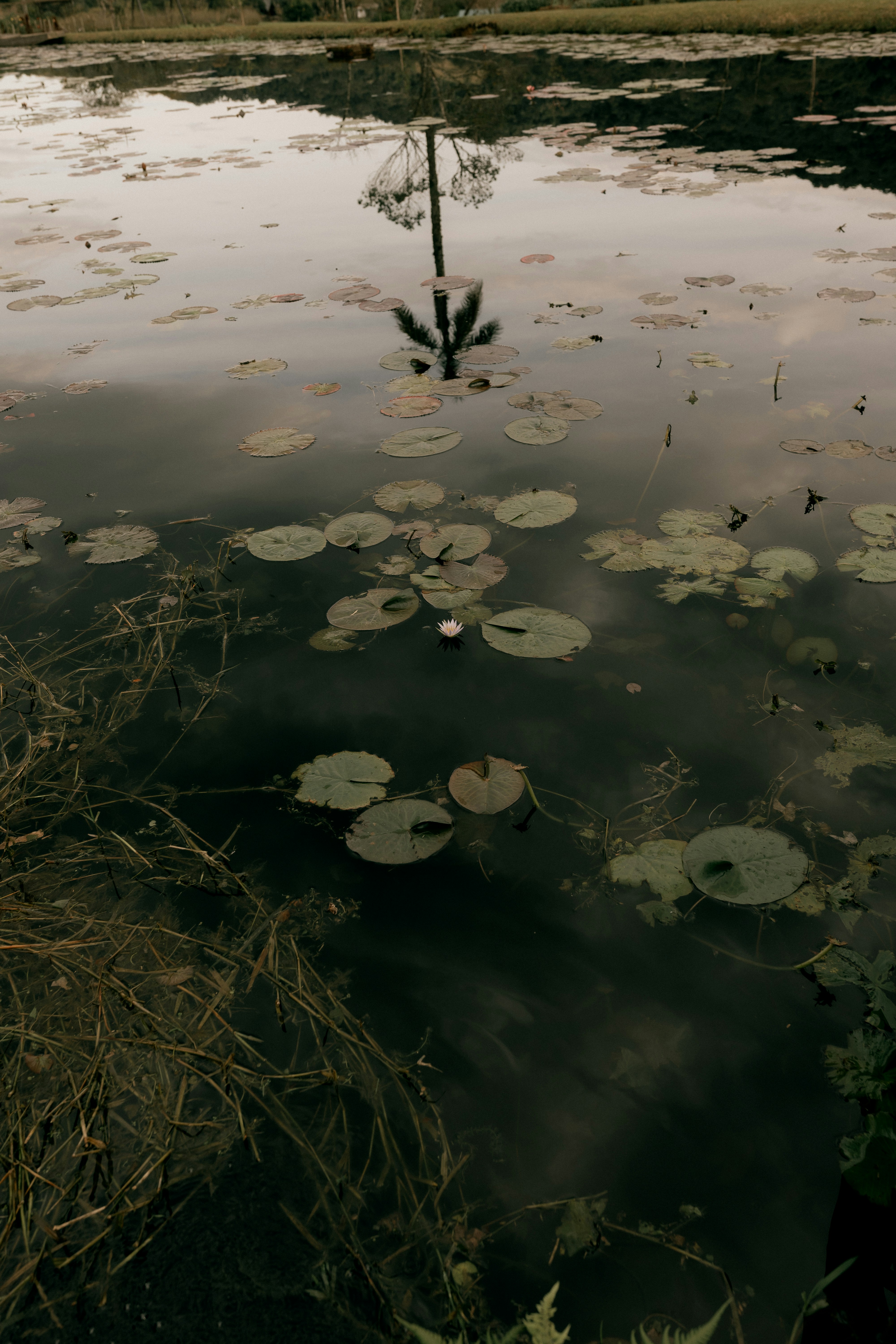 Reflections and Lilies: A Quiet Pond Vista