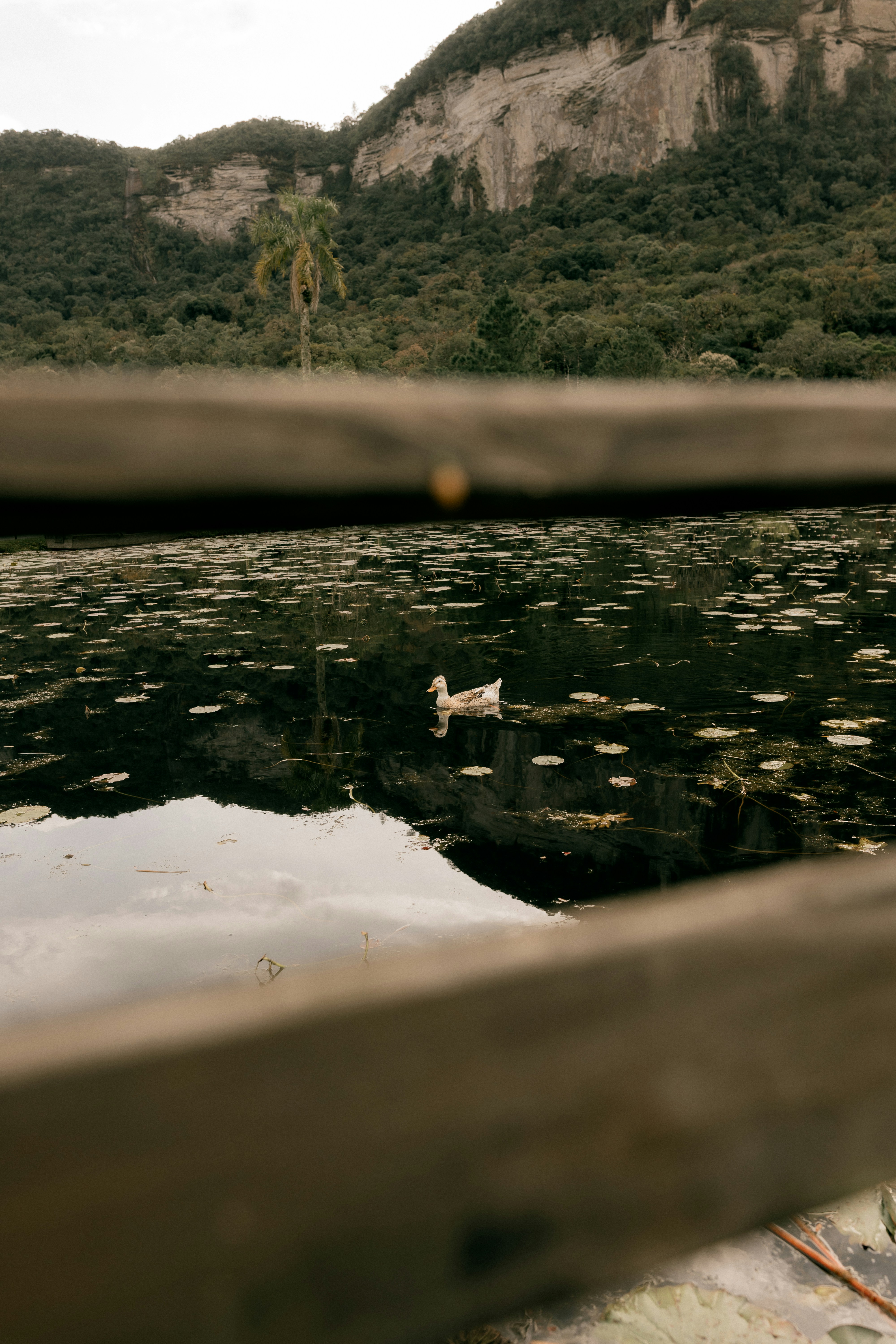 Duck on a Misty Pond framed by a Weathered Fence and Off-Center Mountains