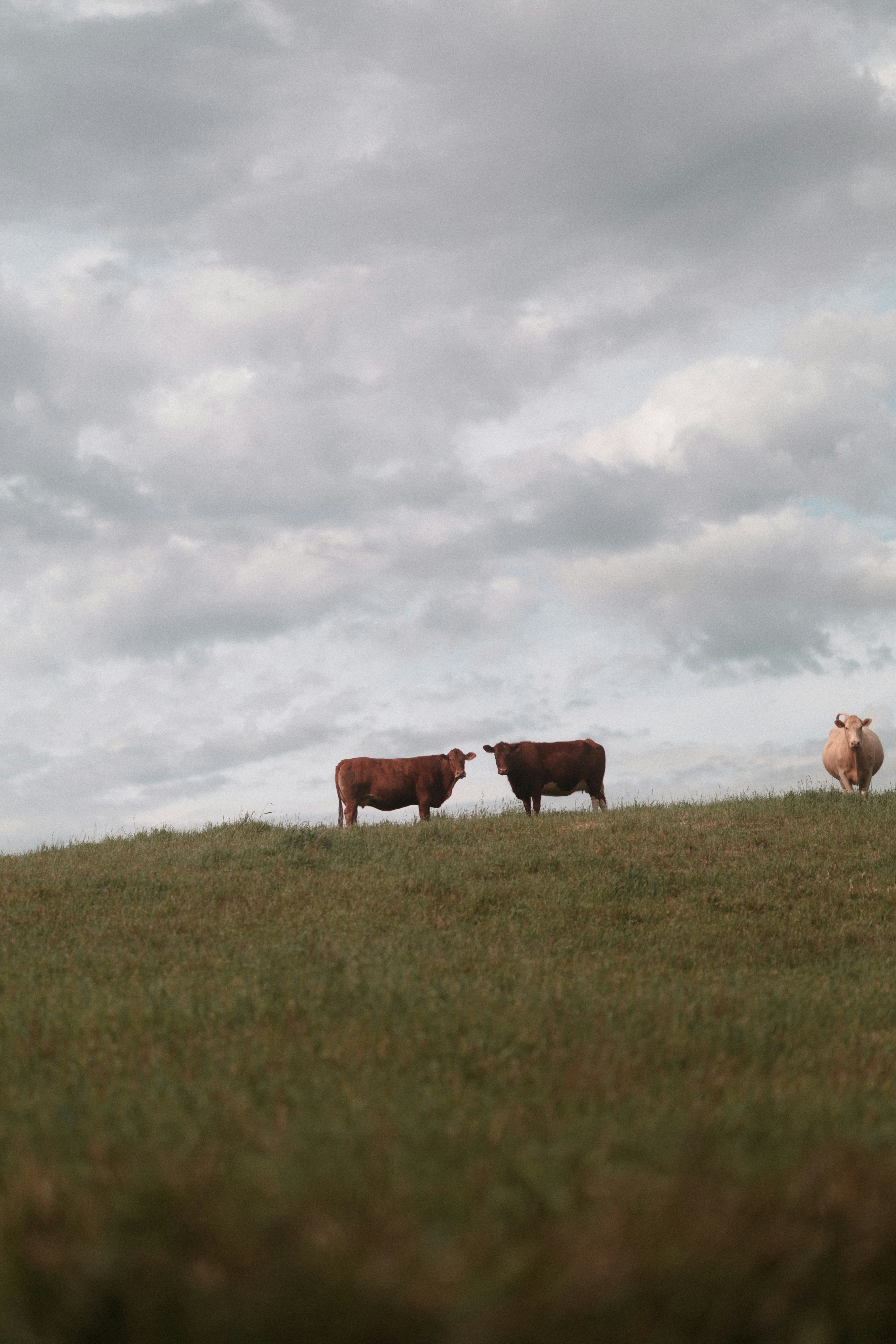 Horizon Herd: Cattle Under Expansive Skies