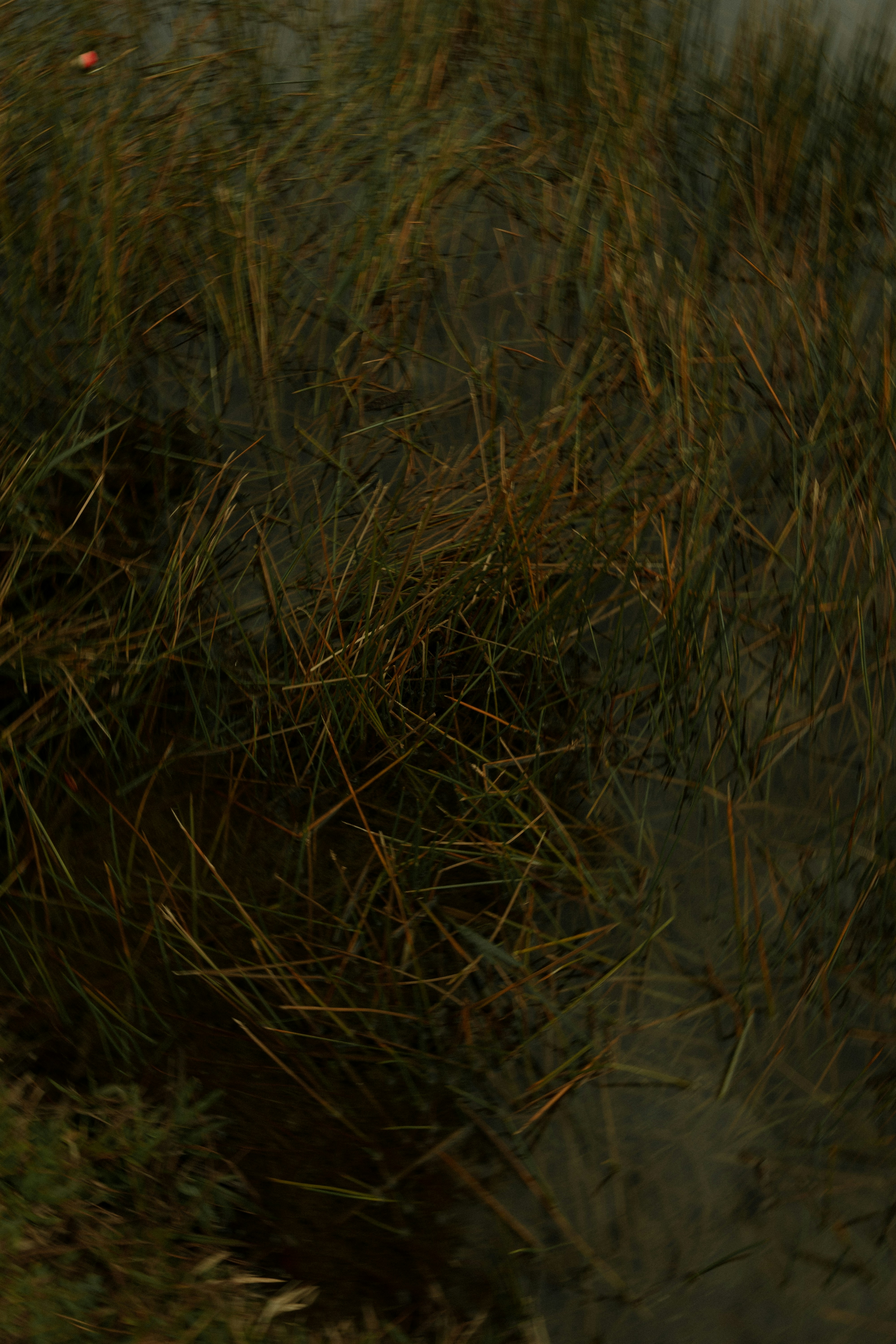 Dense coastal dune grasses at dusk