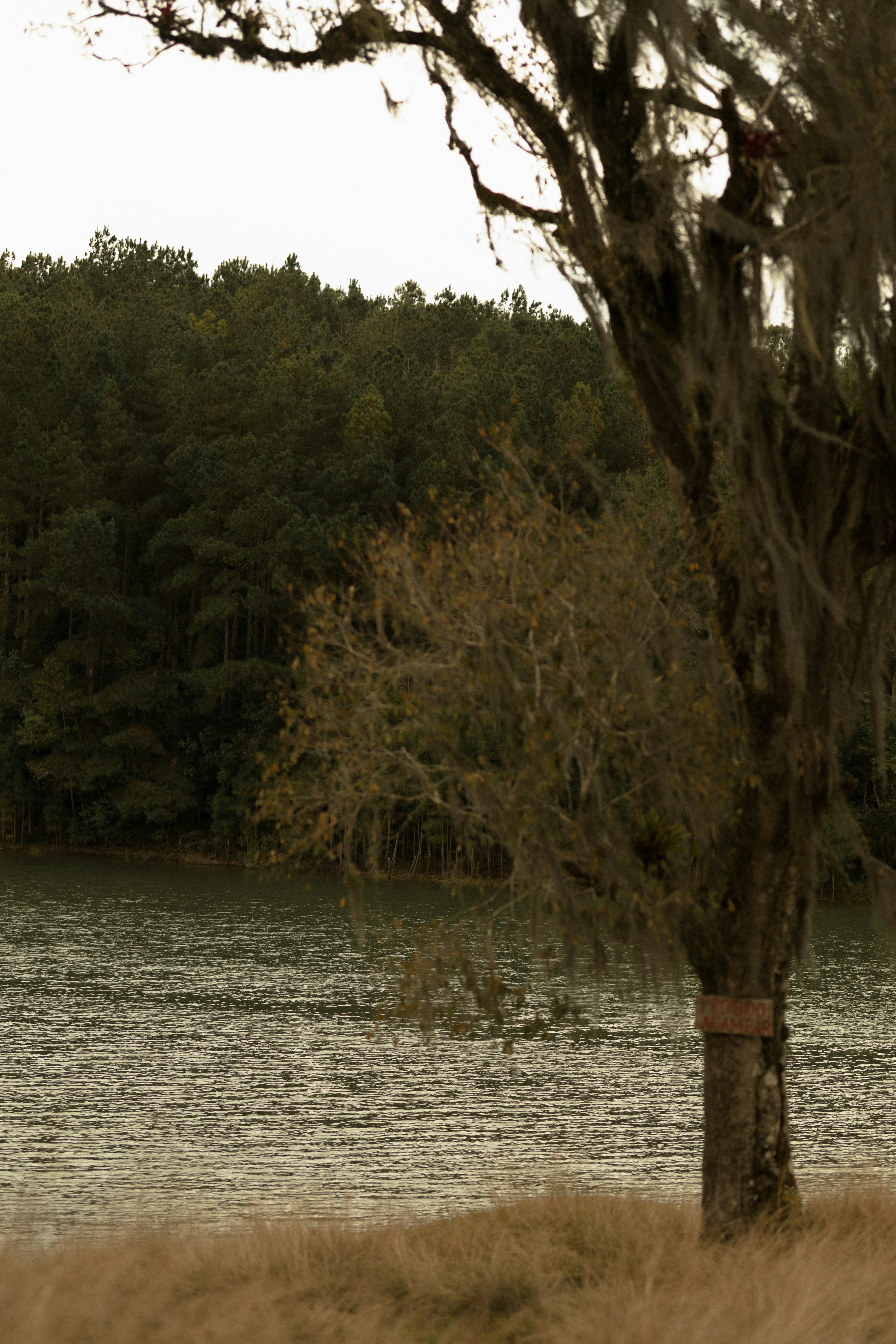 Tree by the Lake: A Quiet Edge of Autumn