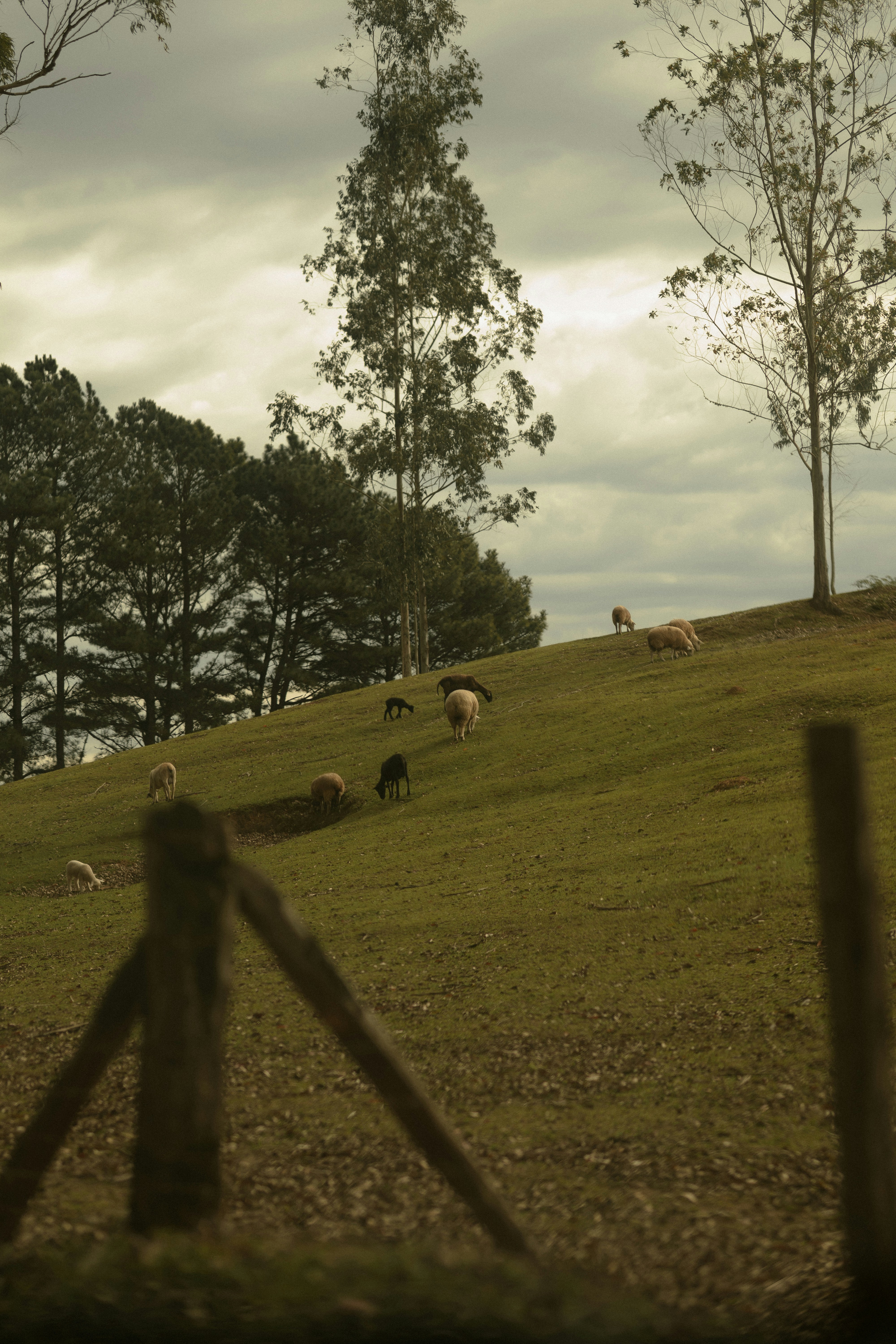 Hillside Herd: A Quiet Drift of Sheep Across a Weathered Field
