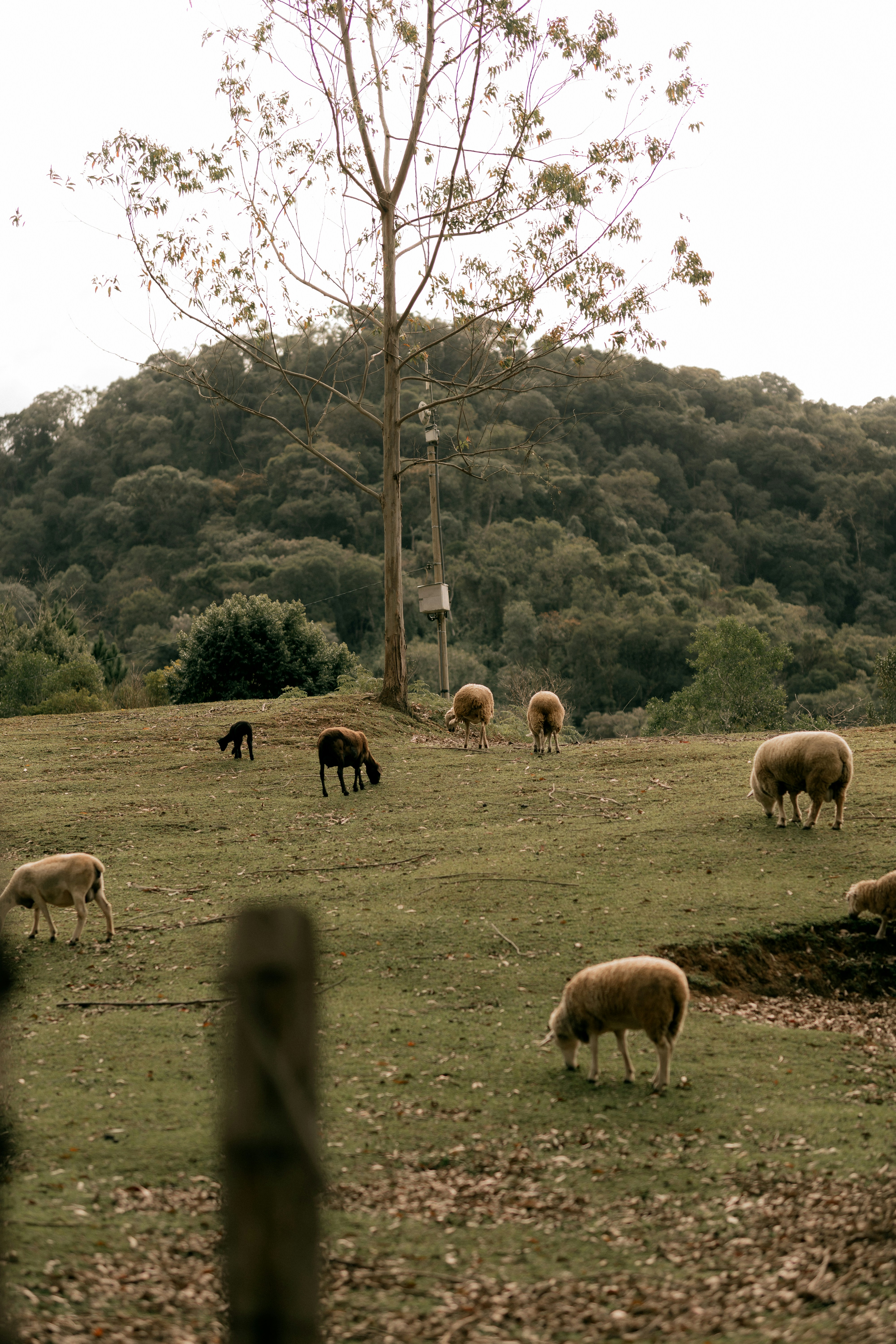Pasture of Grazing Sheep Under a Quiet Hill